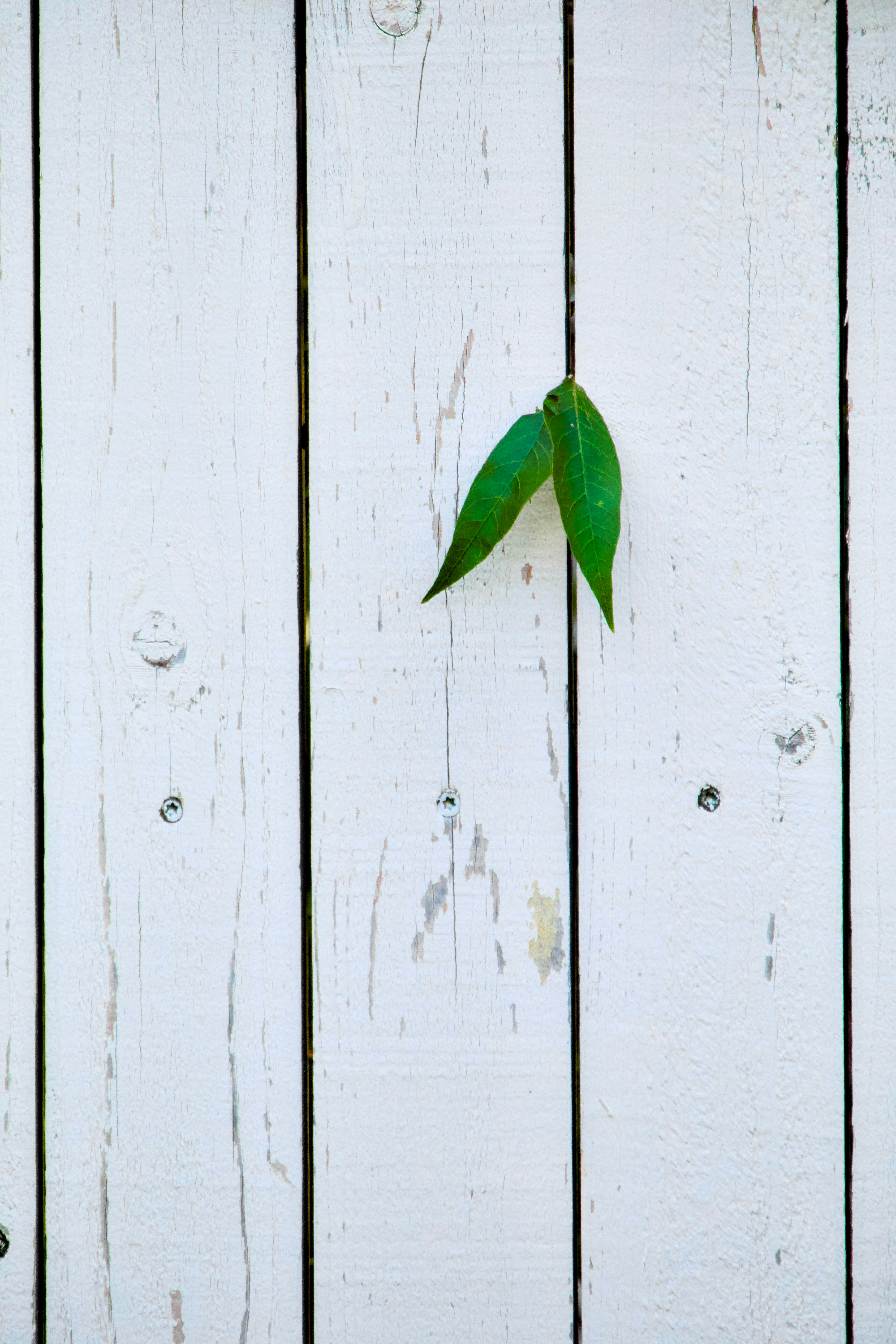 Single Green Leaf Against White Planks