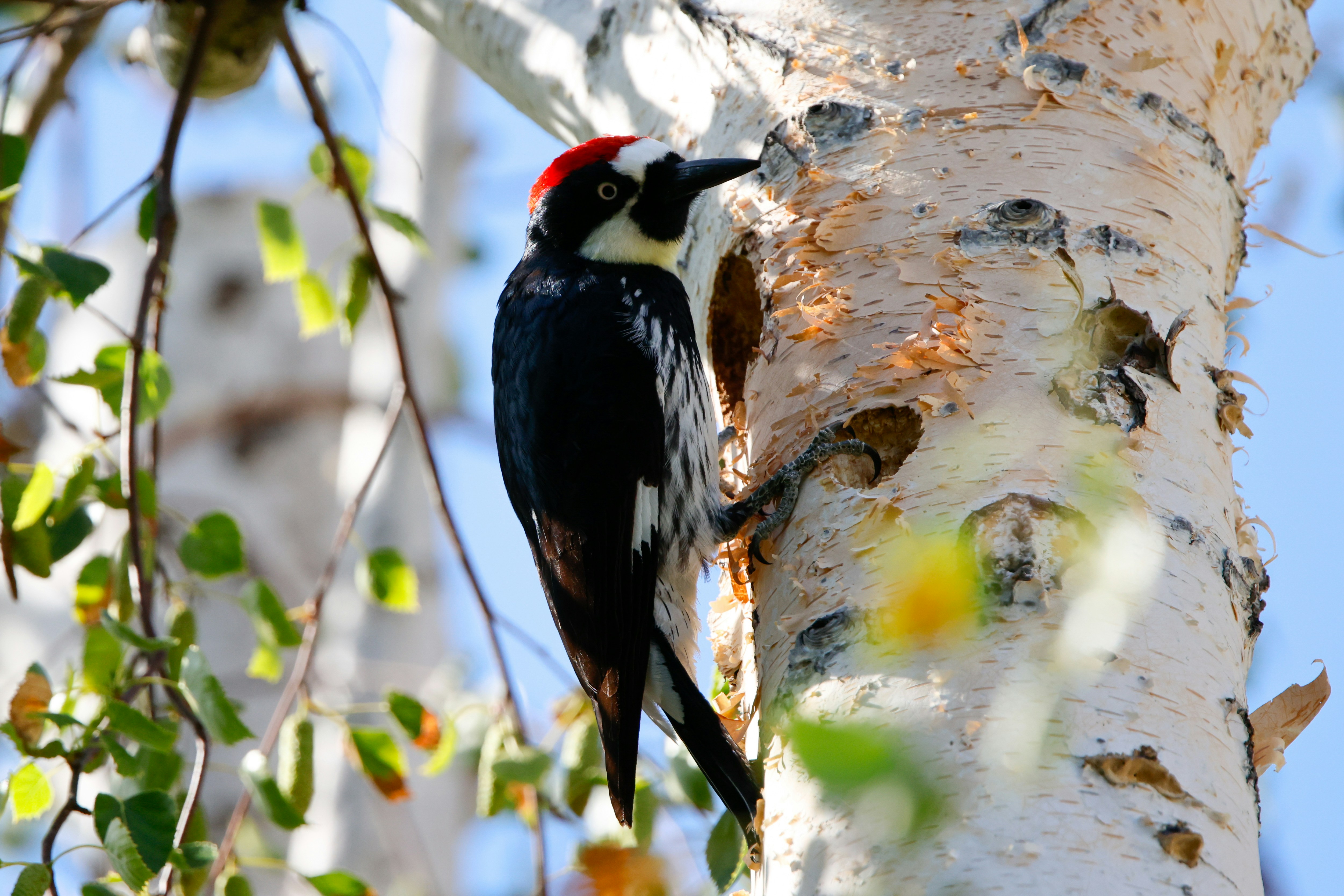Red-capped Woodpecker Adrift on Birch