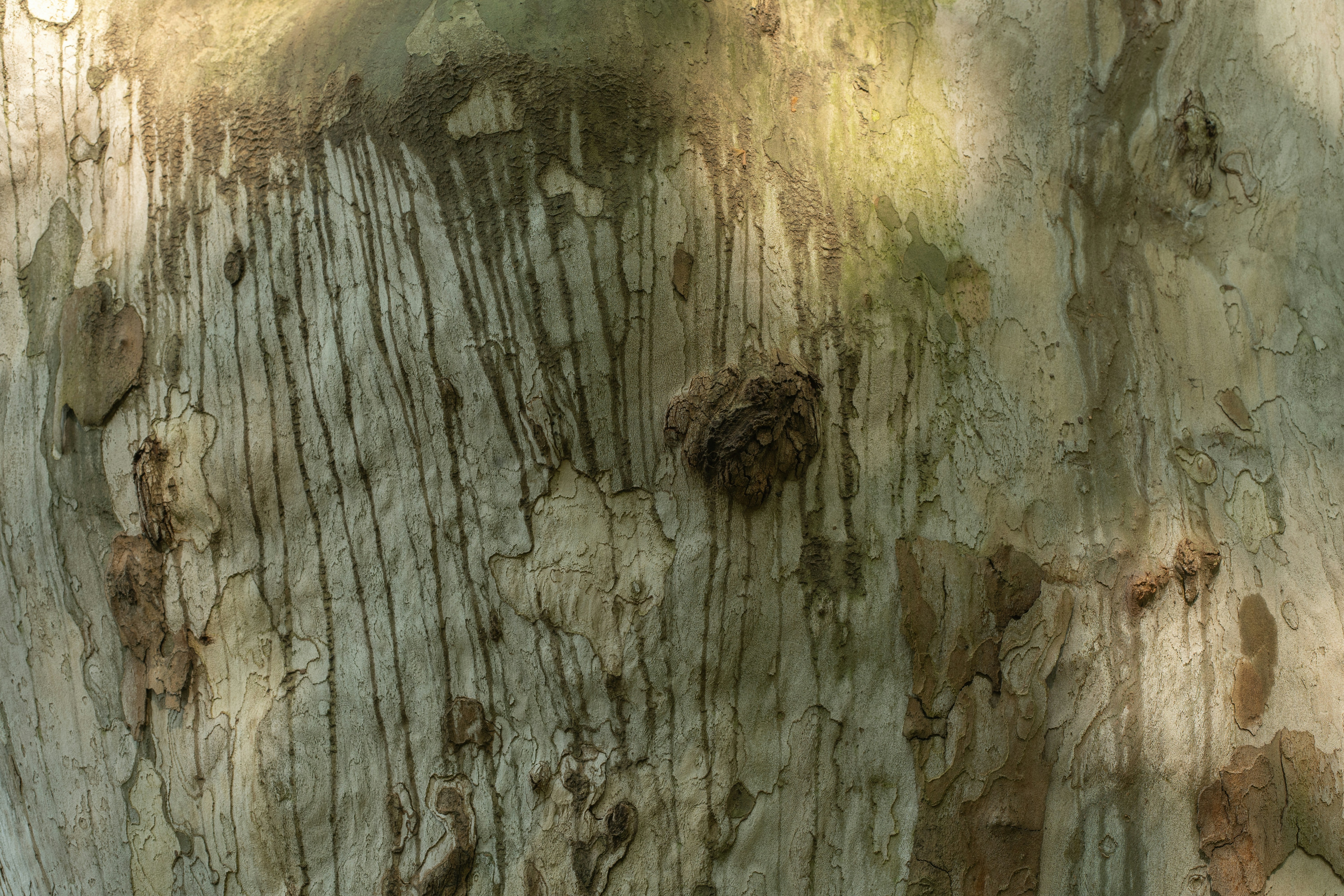 Birch Bark Streaks and Living Knot: A Quiet Study in Texture