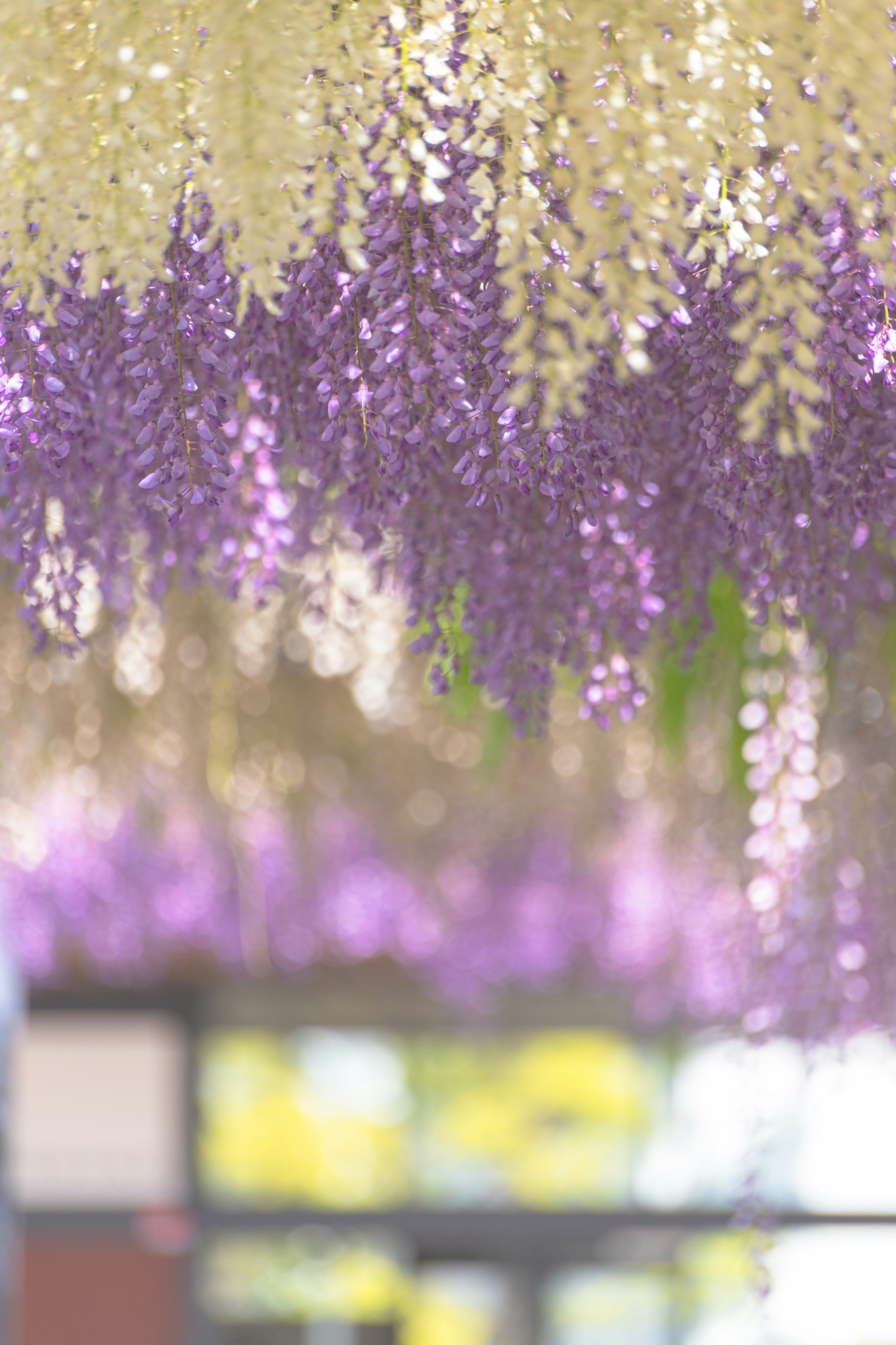 Purple cascades: a canopy of wisteria in soft focus