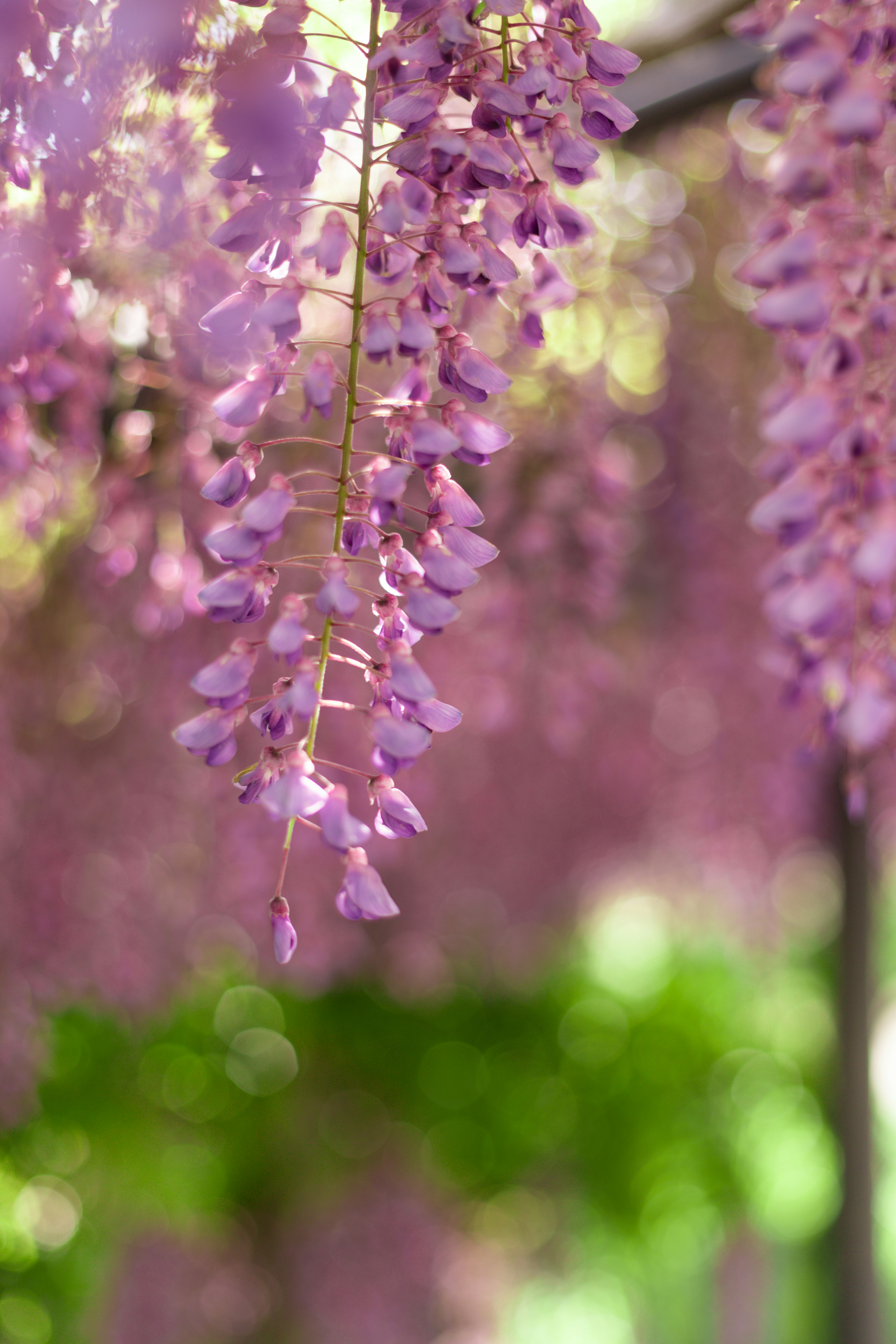 Whispers of Lavender: A Cascade of Purple Bells in Soft Backlight