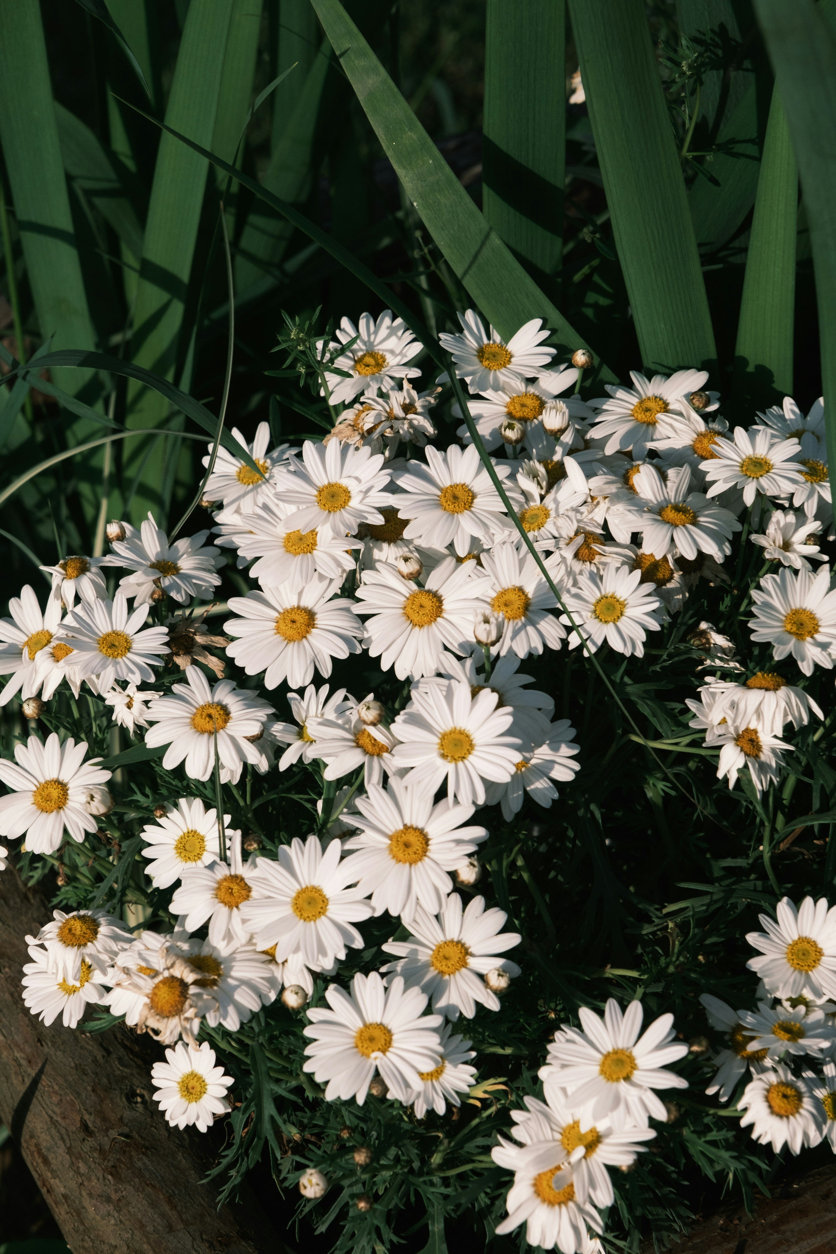 Moonlit Meadow of Daisies