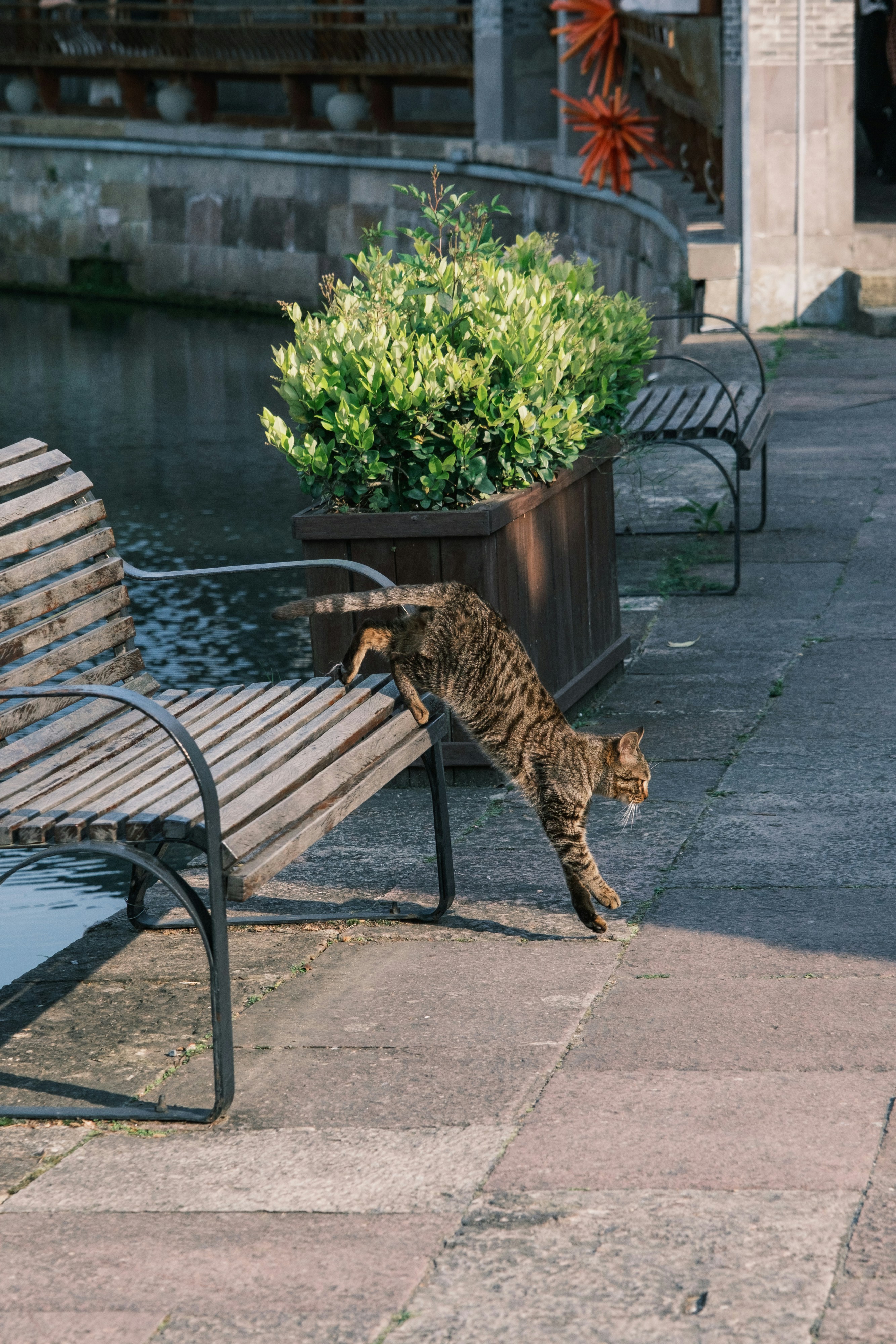 Awkward Leap: A Curious Cat on a Riverfront Bench