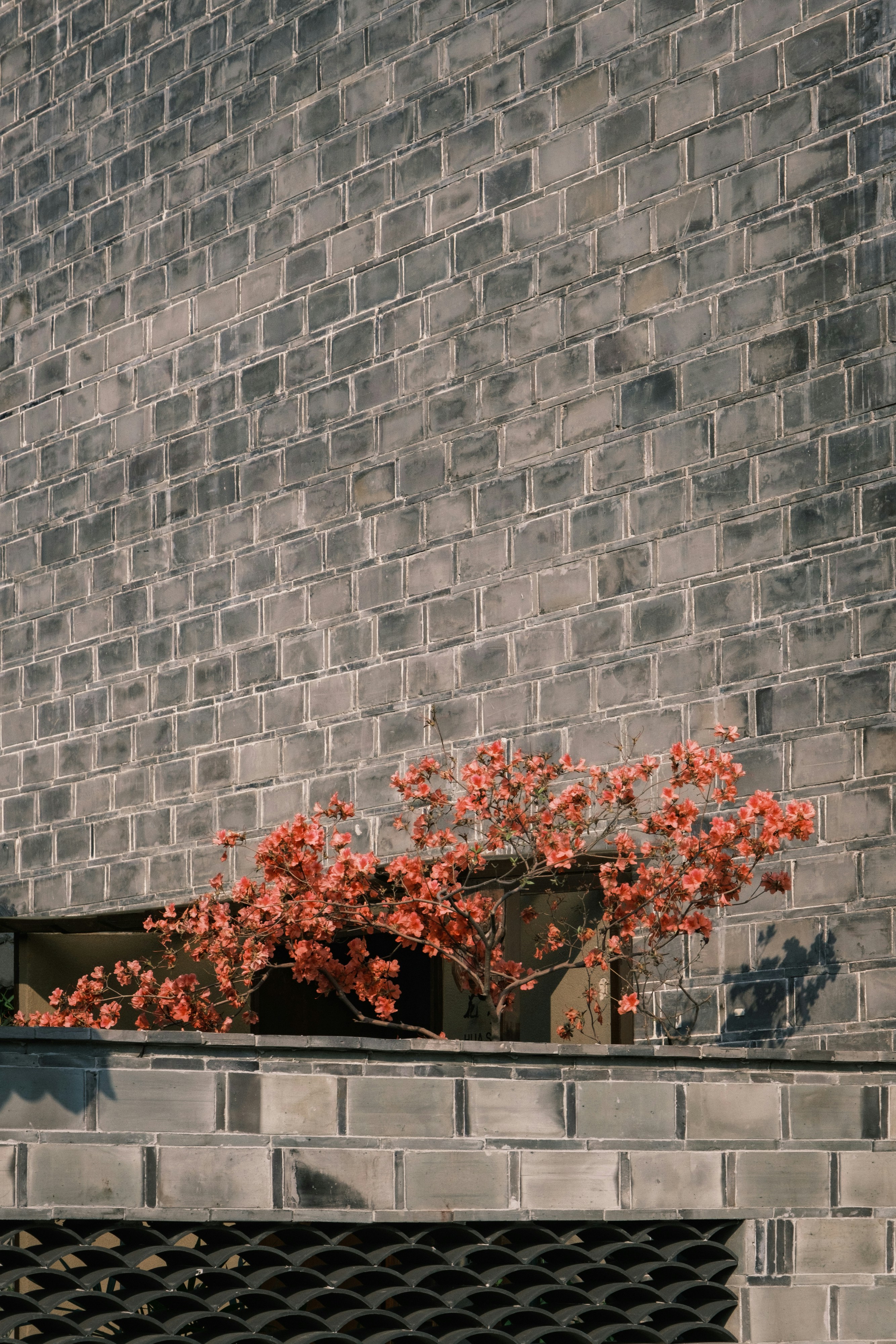 Coral Bloom on a Concrete Terrace