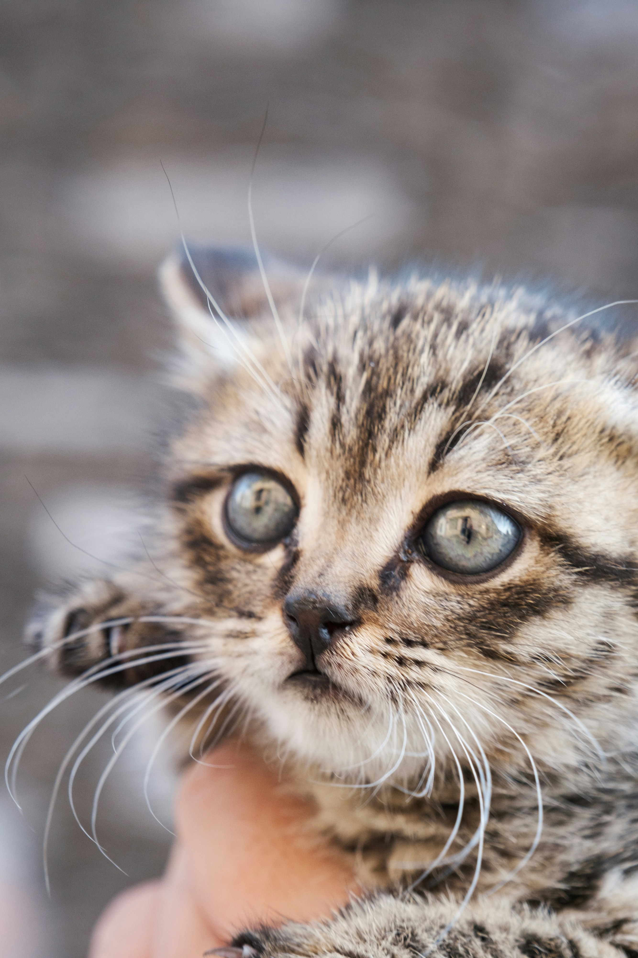 Inquisitive Kitten: Close-Up of a Wide-Eyed Purr