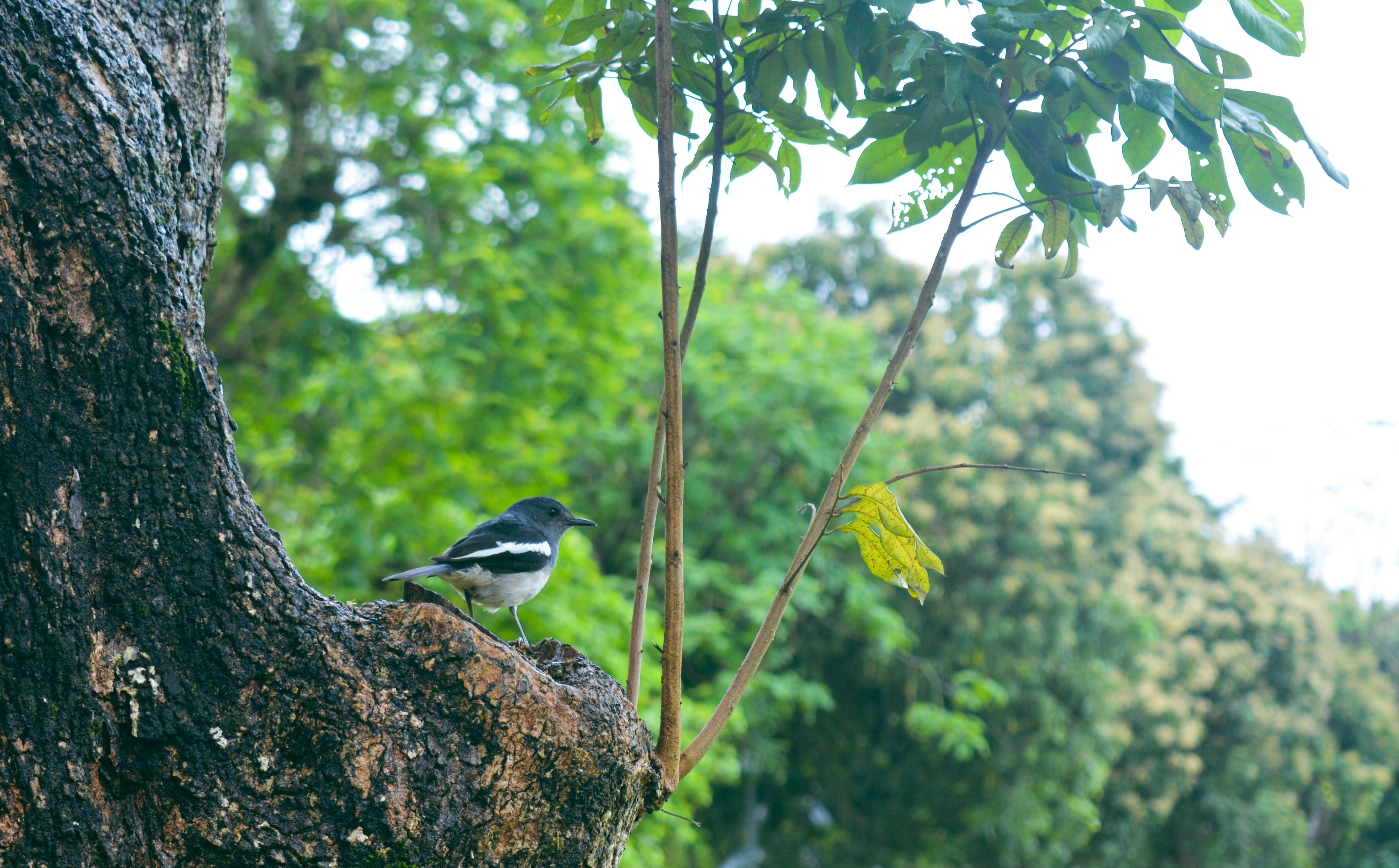 Tiny Perch: A Black-Capped Chickadee Clings to a Tree