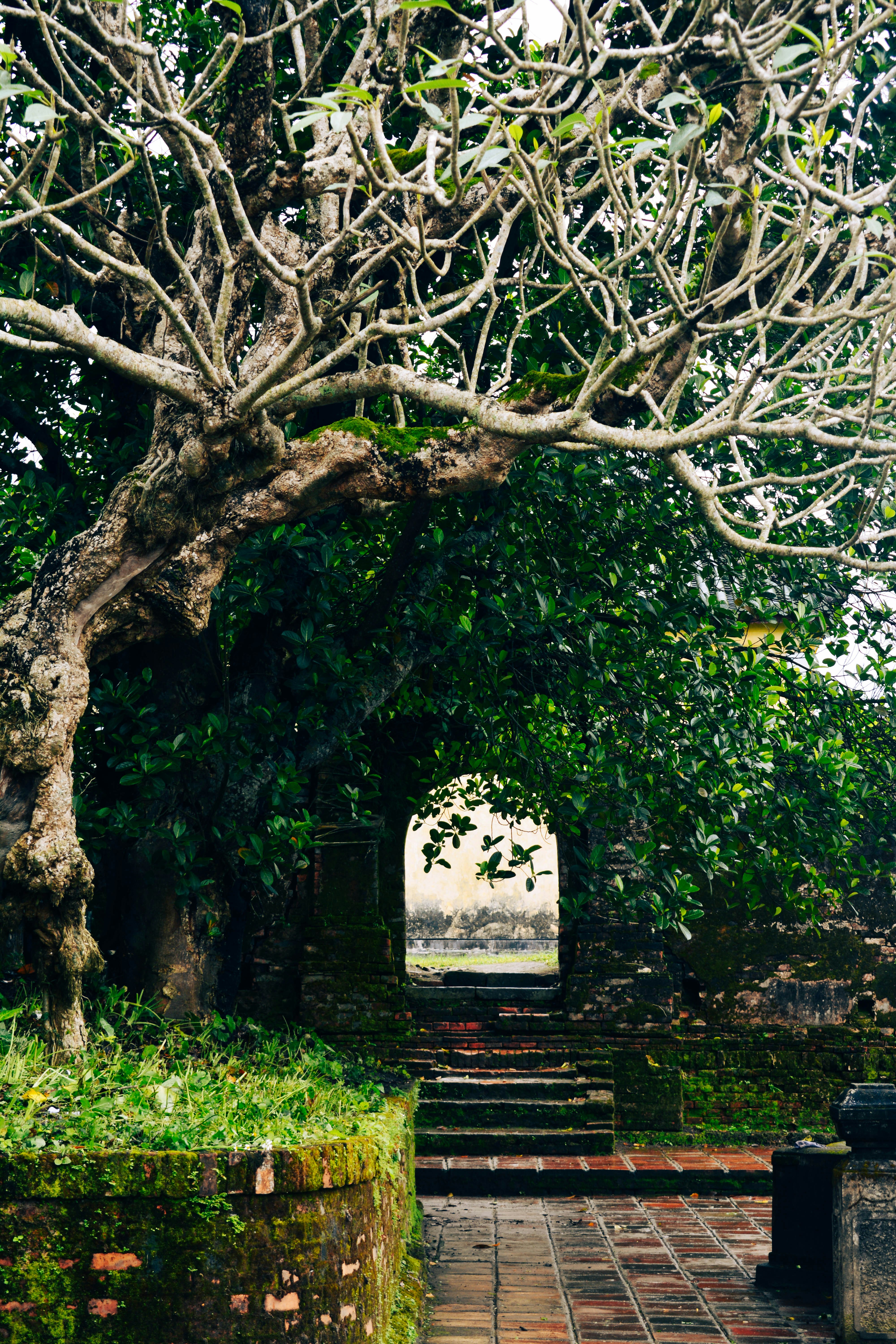 Ancient canopy and stone doorway: a quiet passage through mossy grandeur