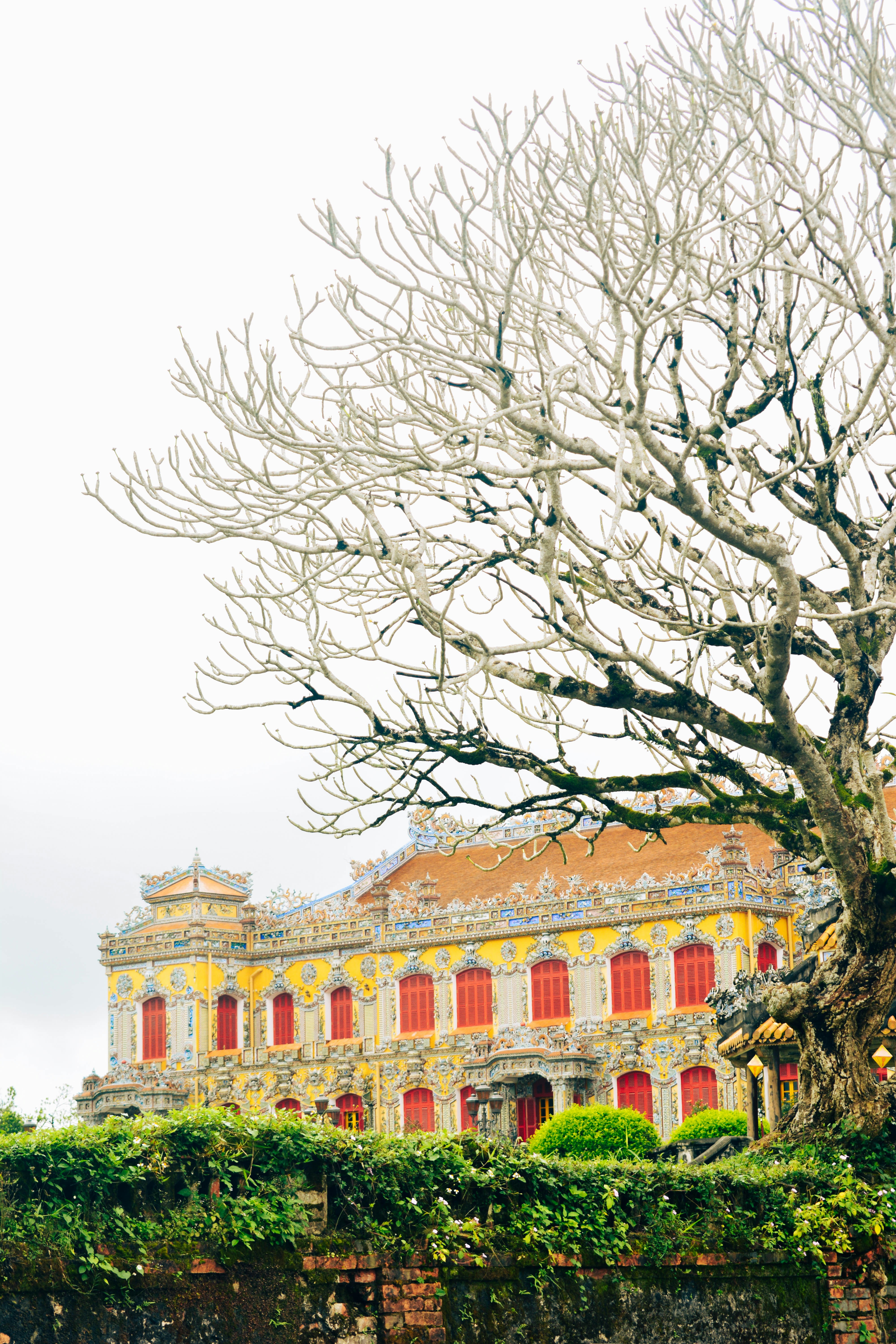 Ancient Foliage Framing a Fragrant Temple