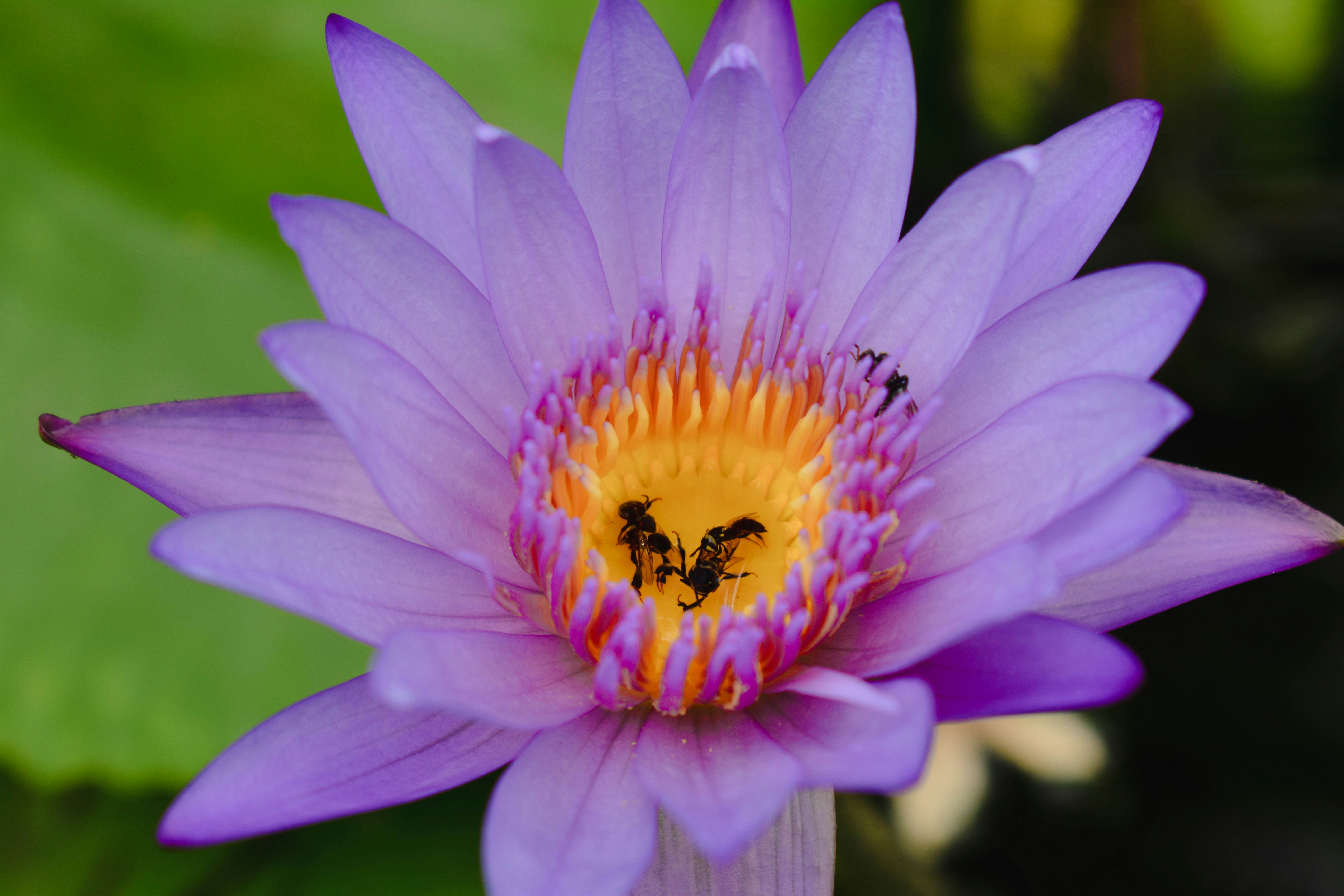 Lilac Bloom with a Focal Midnight Glow