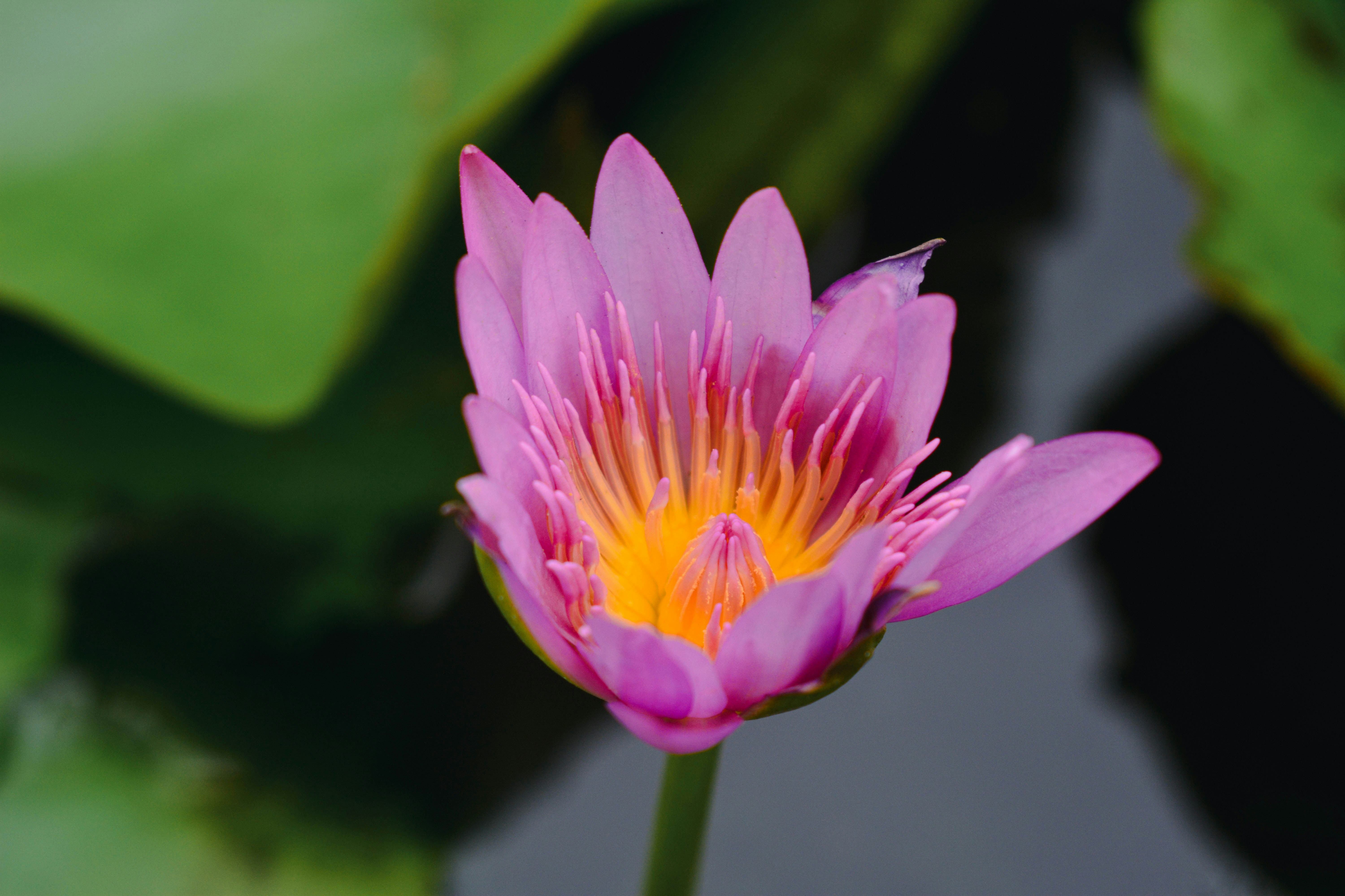 Blooming Mid-Pond Jewel: A Pink Lotus Reaches for Light