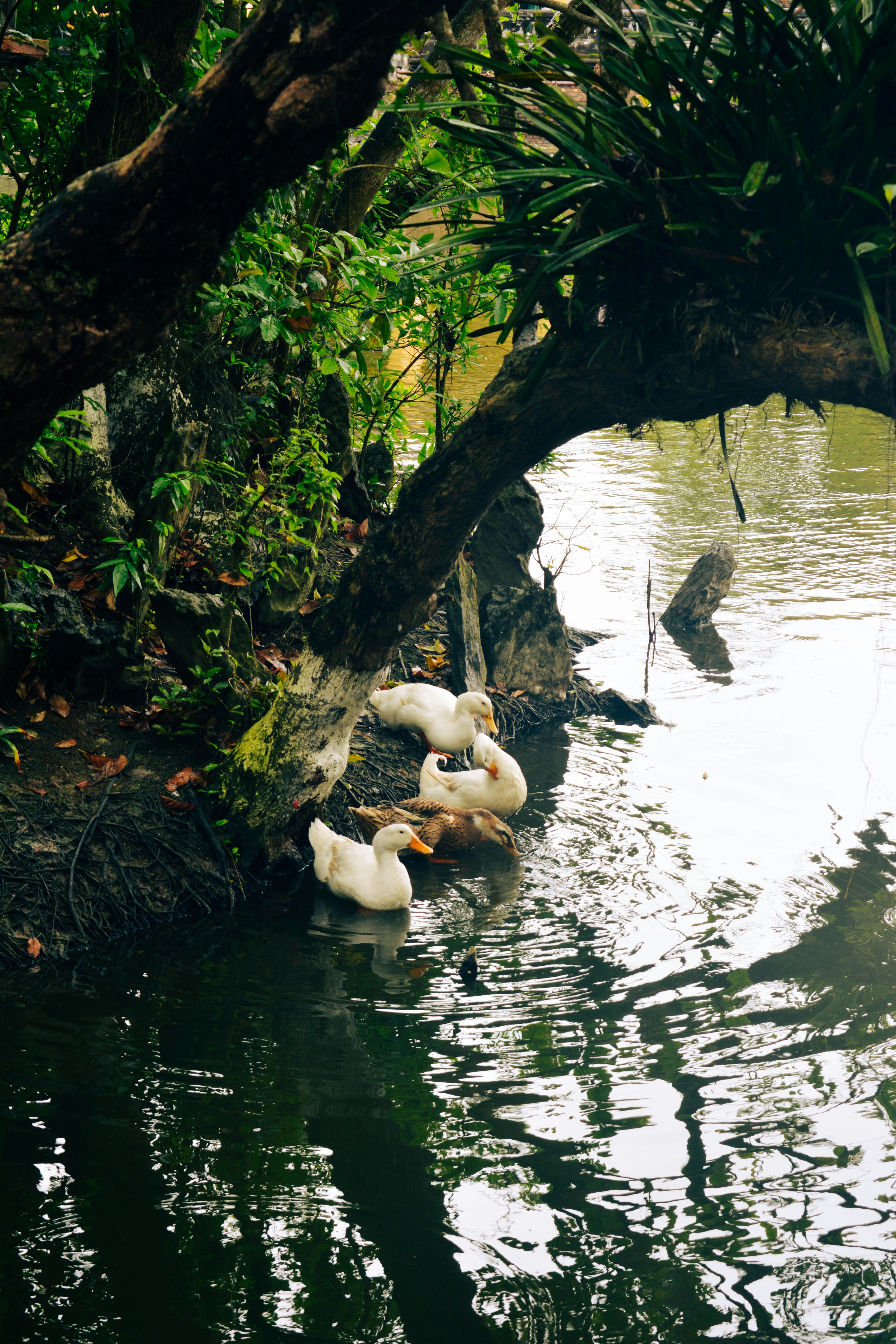 Ducks at the Water's Edge: A Quiet Moment by the Riverbank