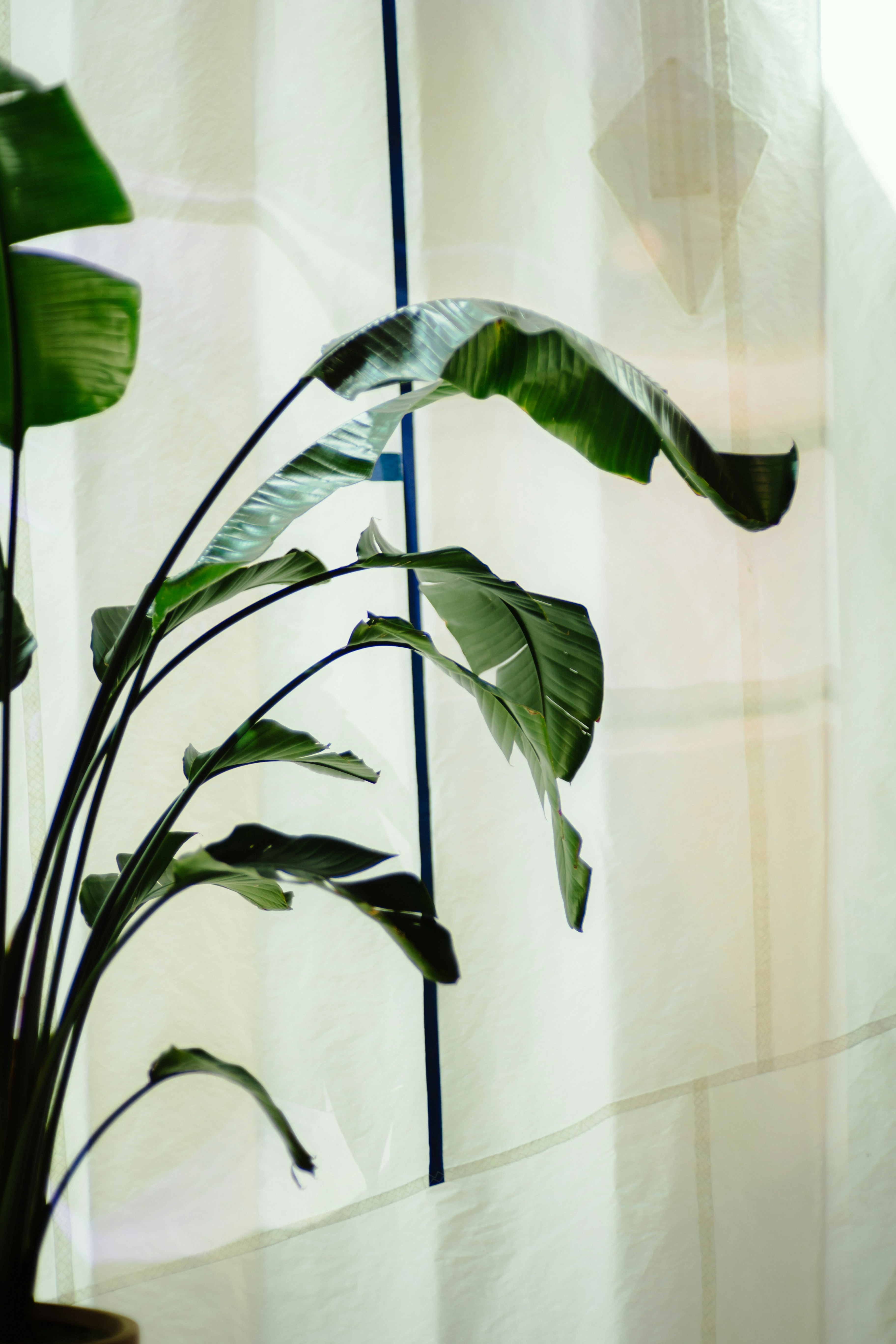 Curved Banana Leaves Portrait in Soft Backlight