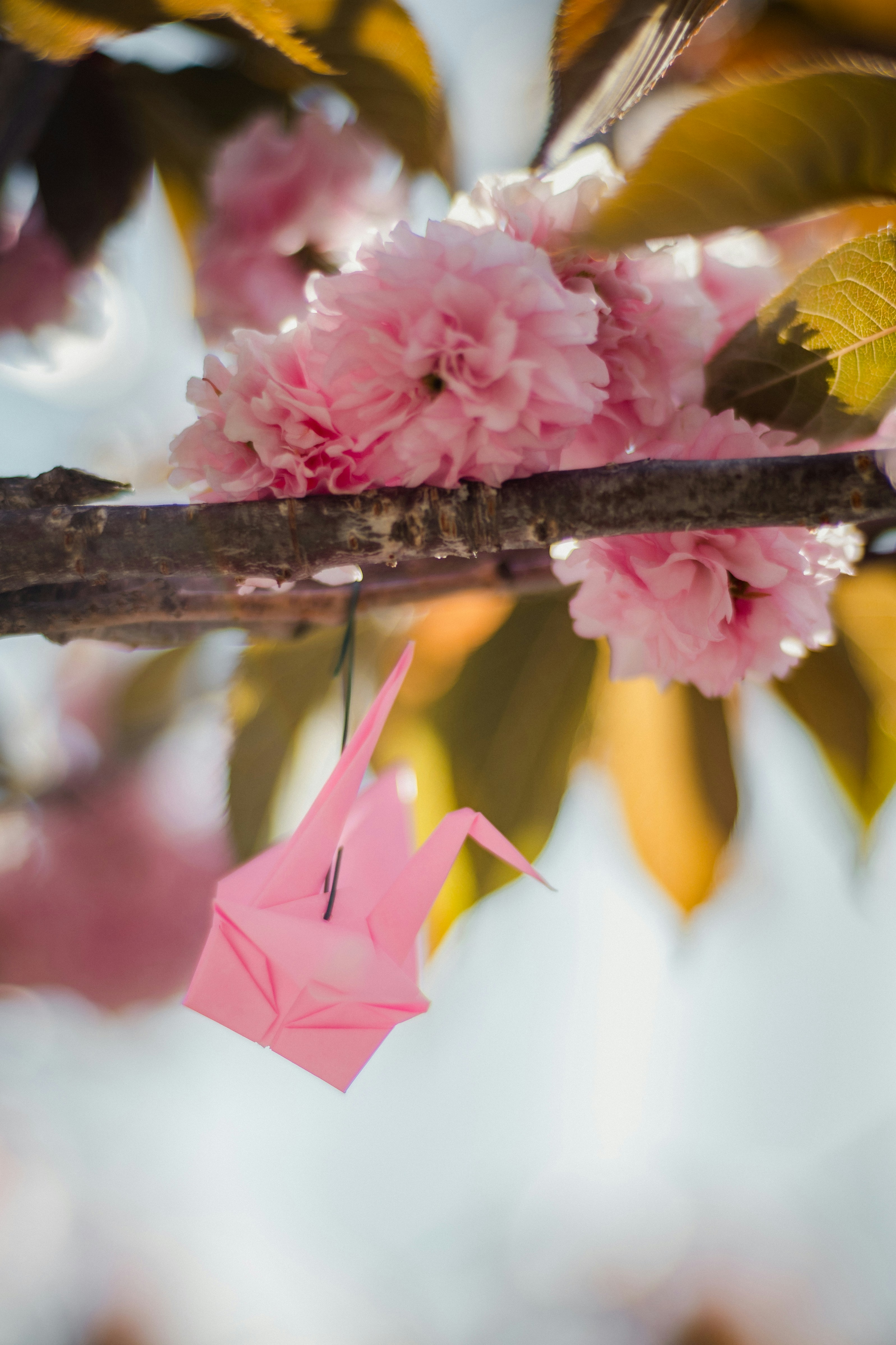 Pink Blossom Bouture: An Origami Crane Dangles from a Cherry Branch