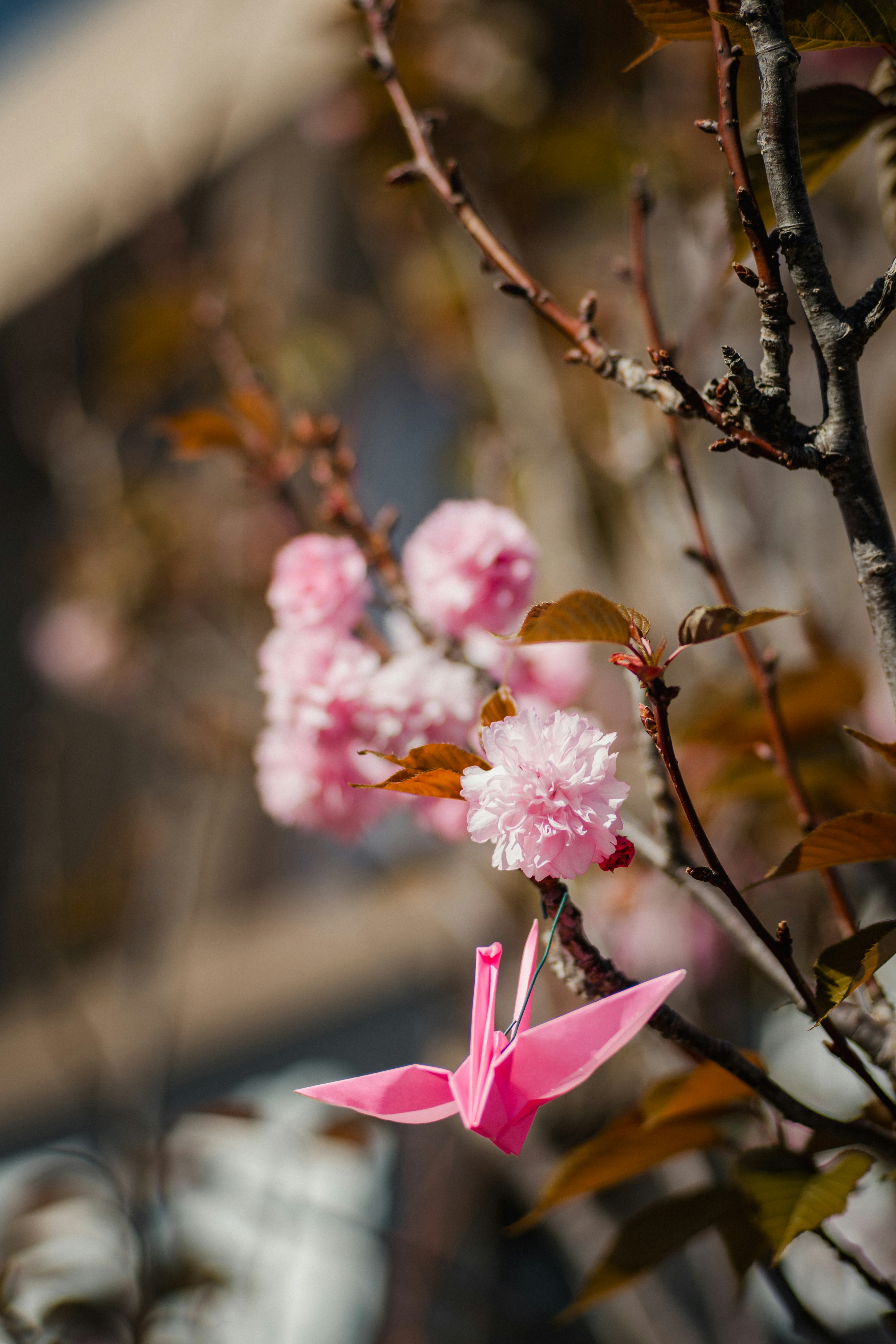 Pink blossoms and a folded paper crane sway in soft garden light