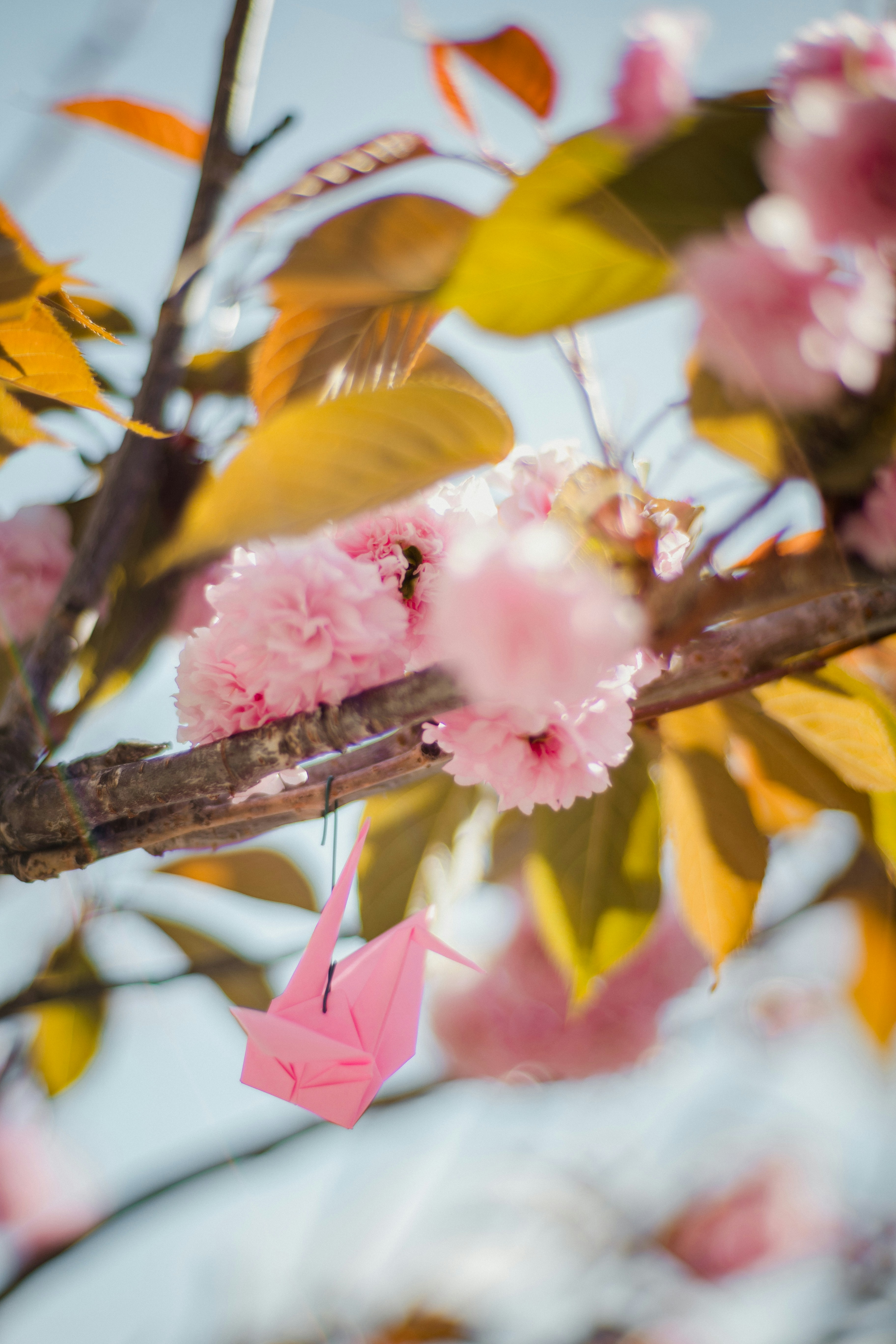 Pink Origami Crane Above Blooming Cherry Branch