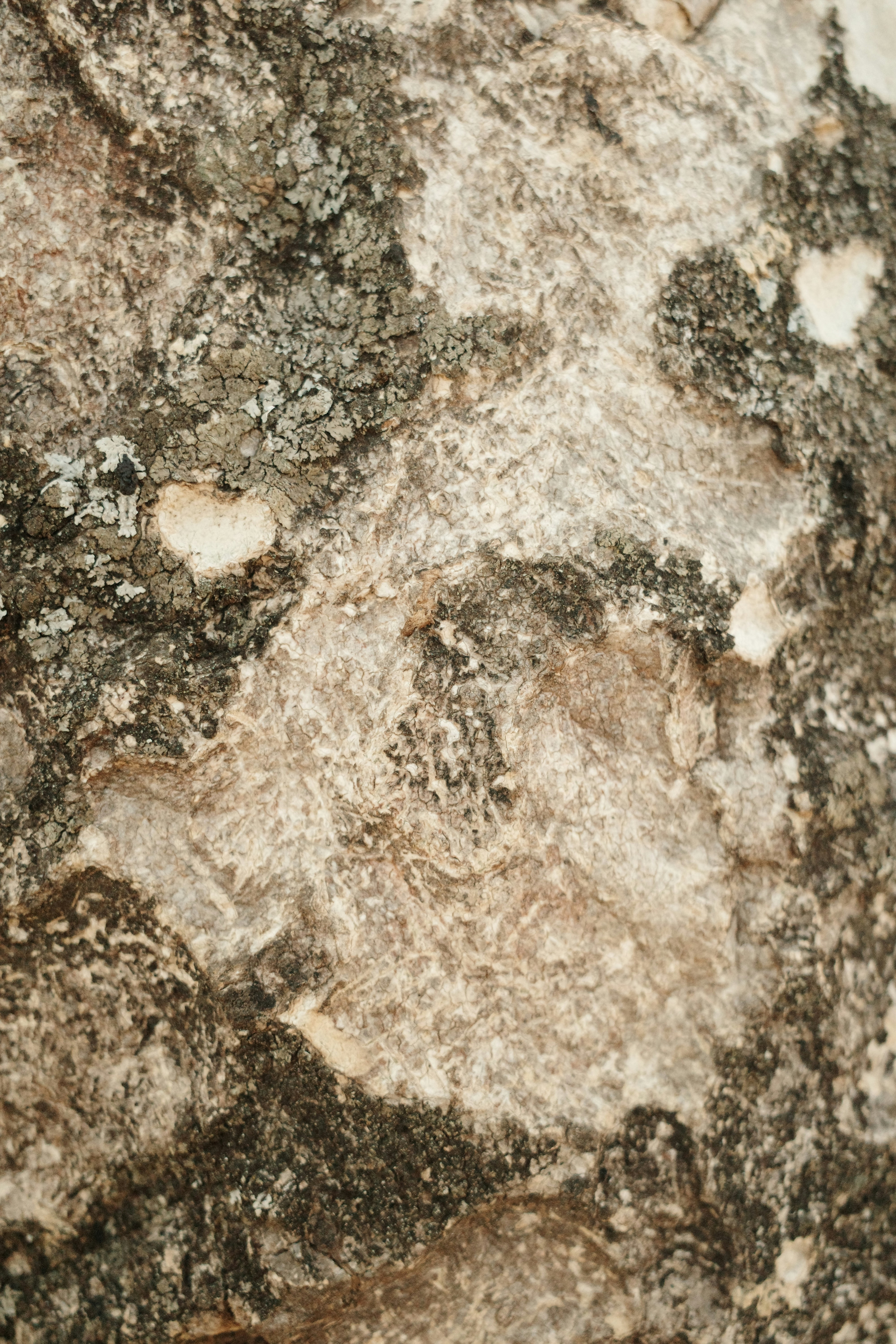 Textured Rock Mosaic: Earthy Patterns and Lichened Surfaces