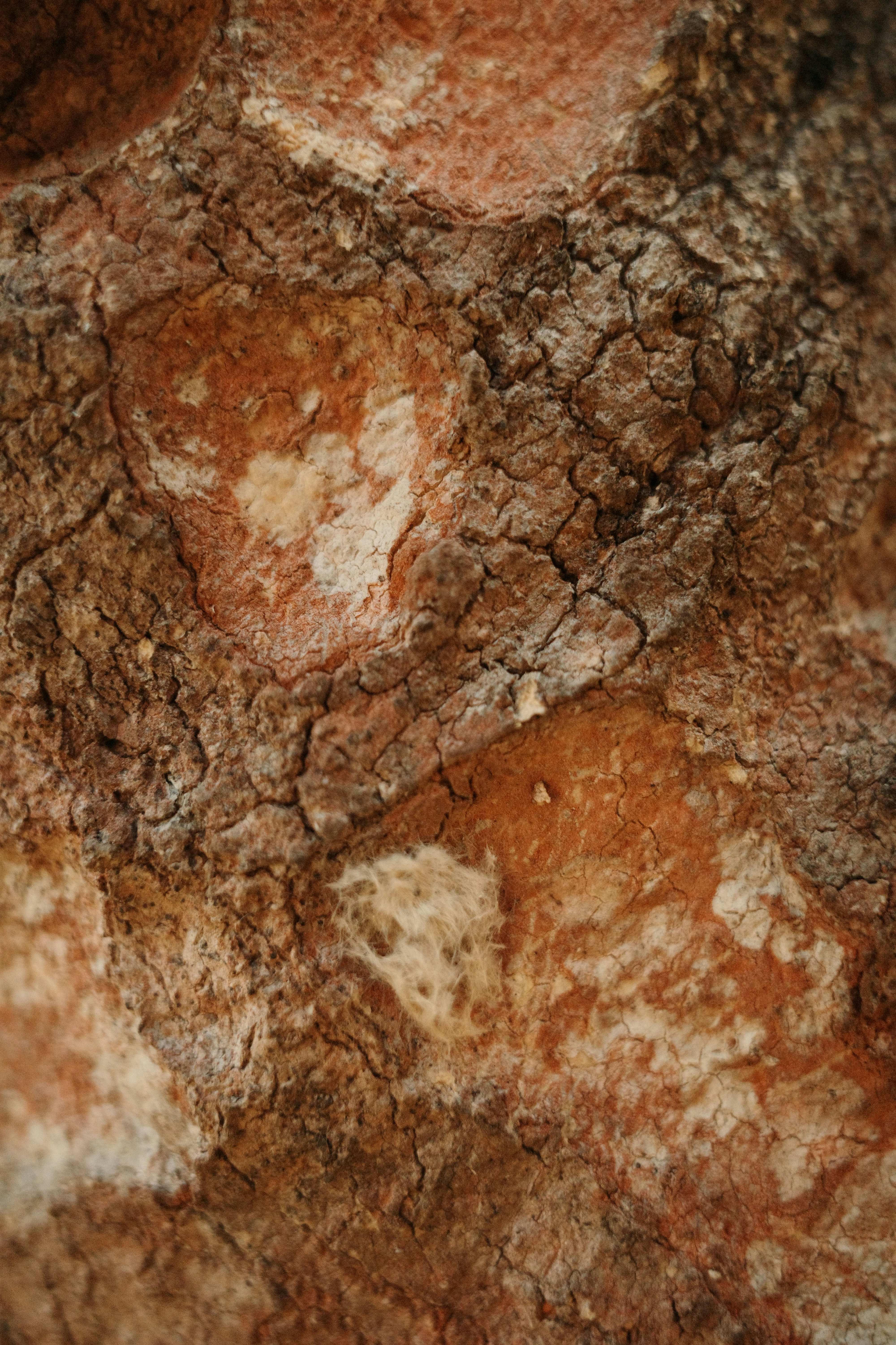 Cracked Earth Mosaic: A Portrait of Earthen Texture