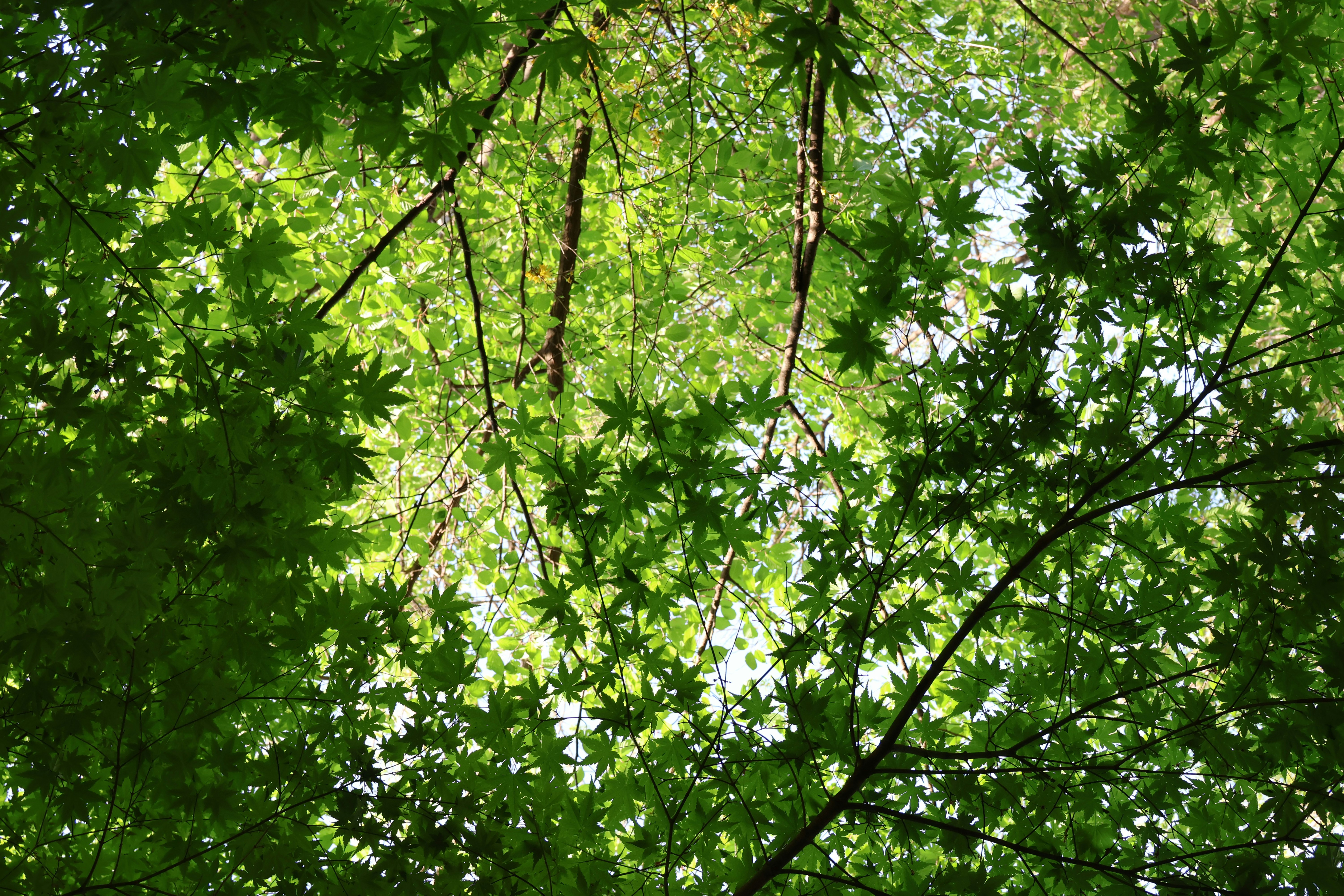 Green Canopy Convergence: Sunlit Maple Veil