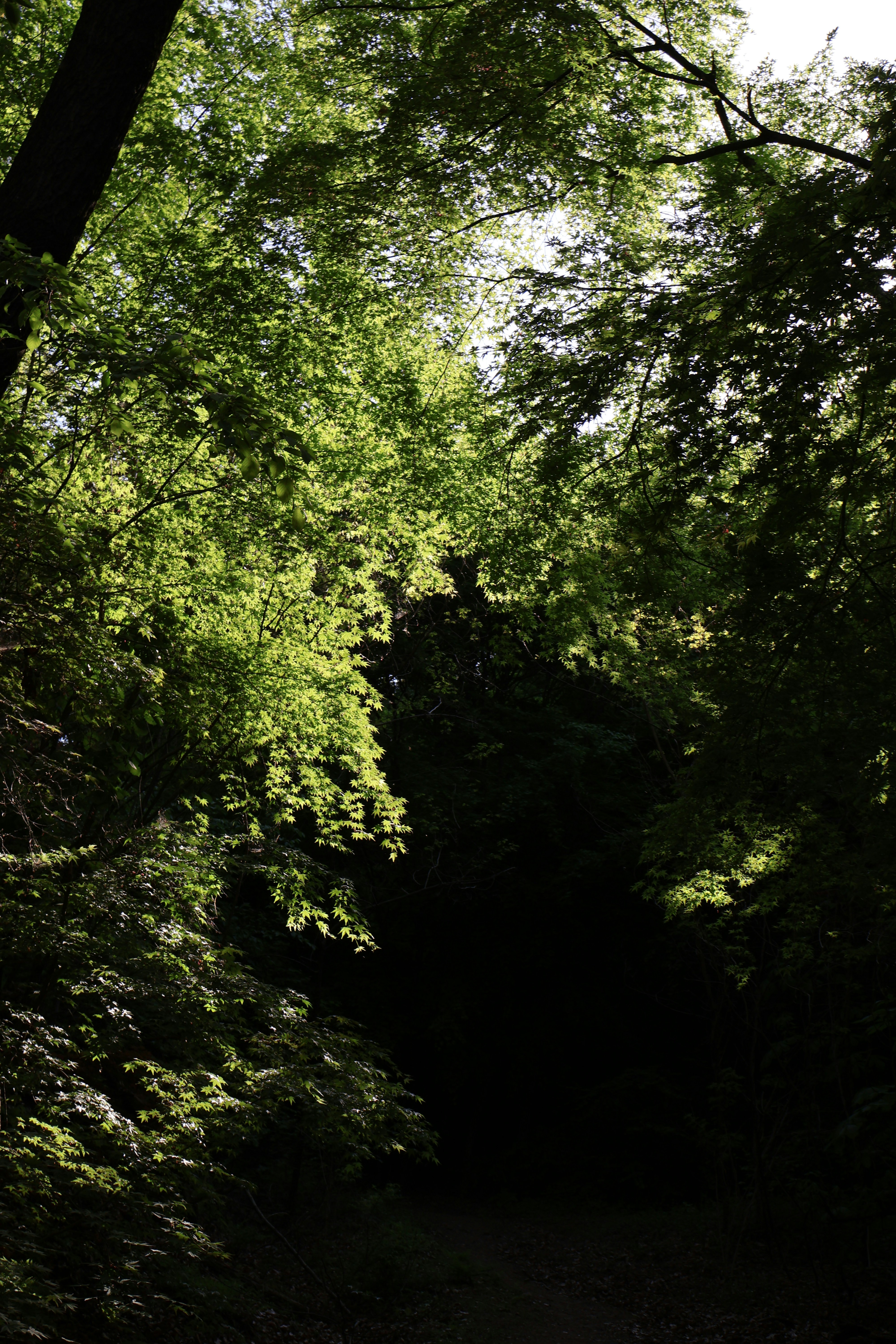 Shade Portal: A Hidden Forest Path Beneath Sunlit Canopy