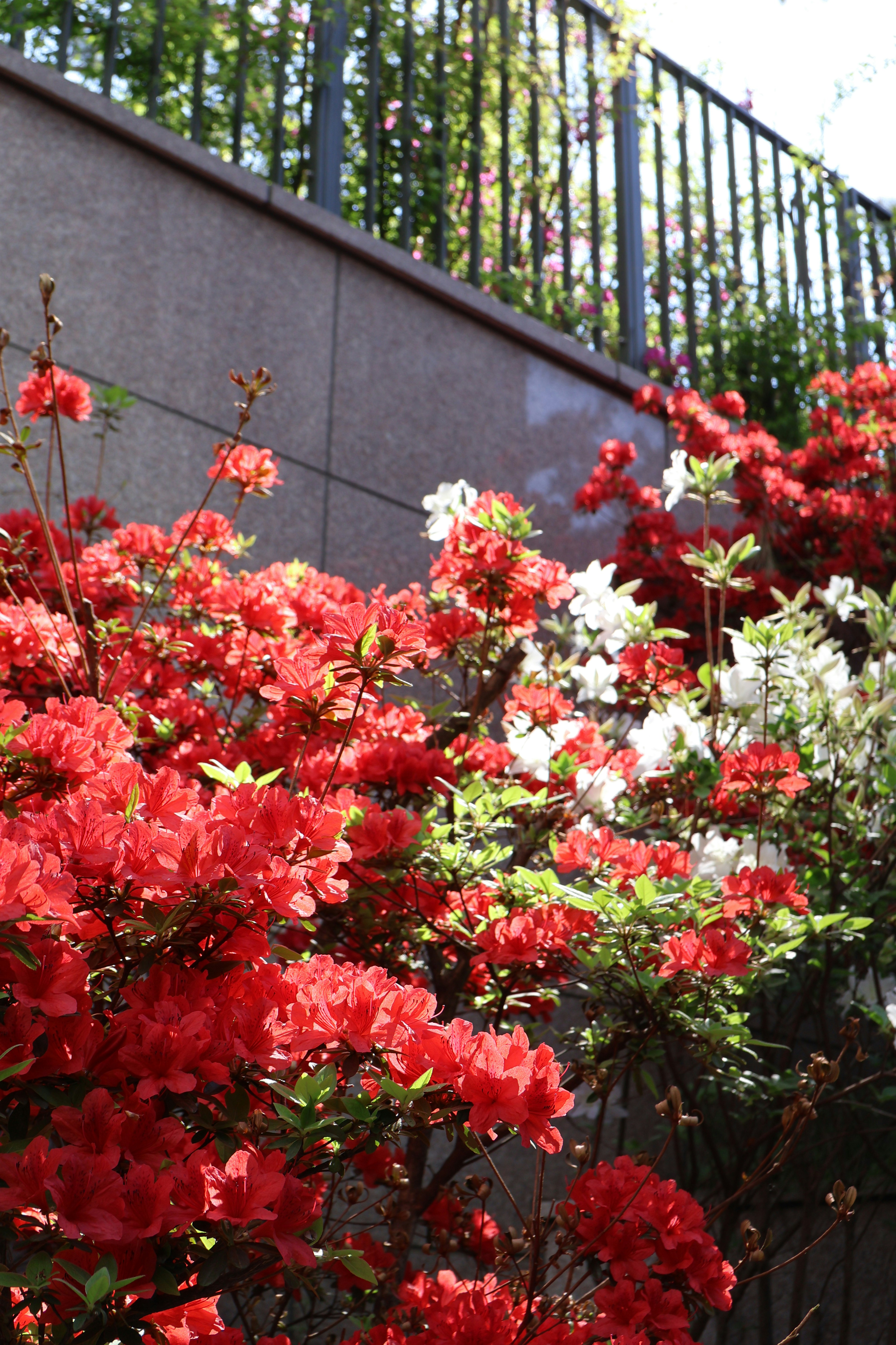 Crimson Blooms by the Wall: A Burst of Color in Sunset Light