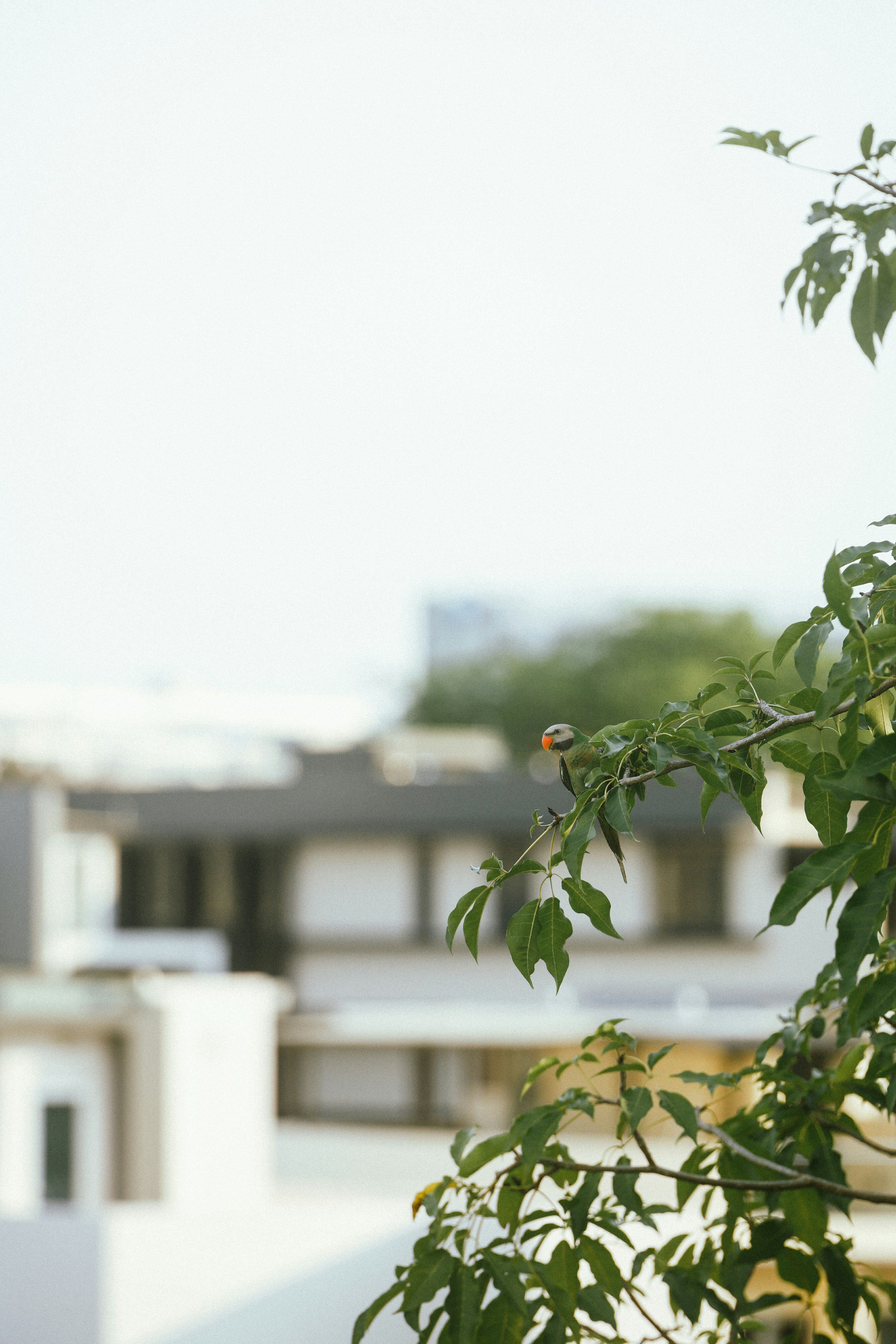 Branching Cityscape: A Toucan perches on a leafy stem against a blurred urban backdrop