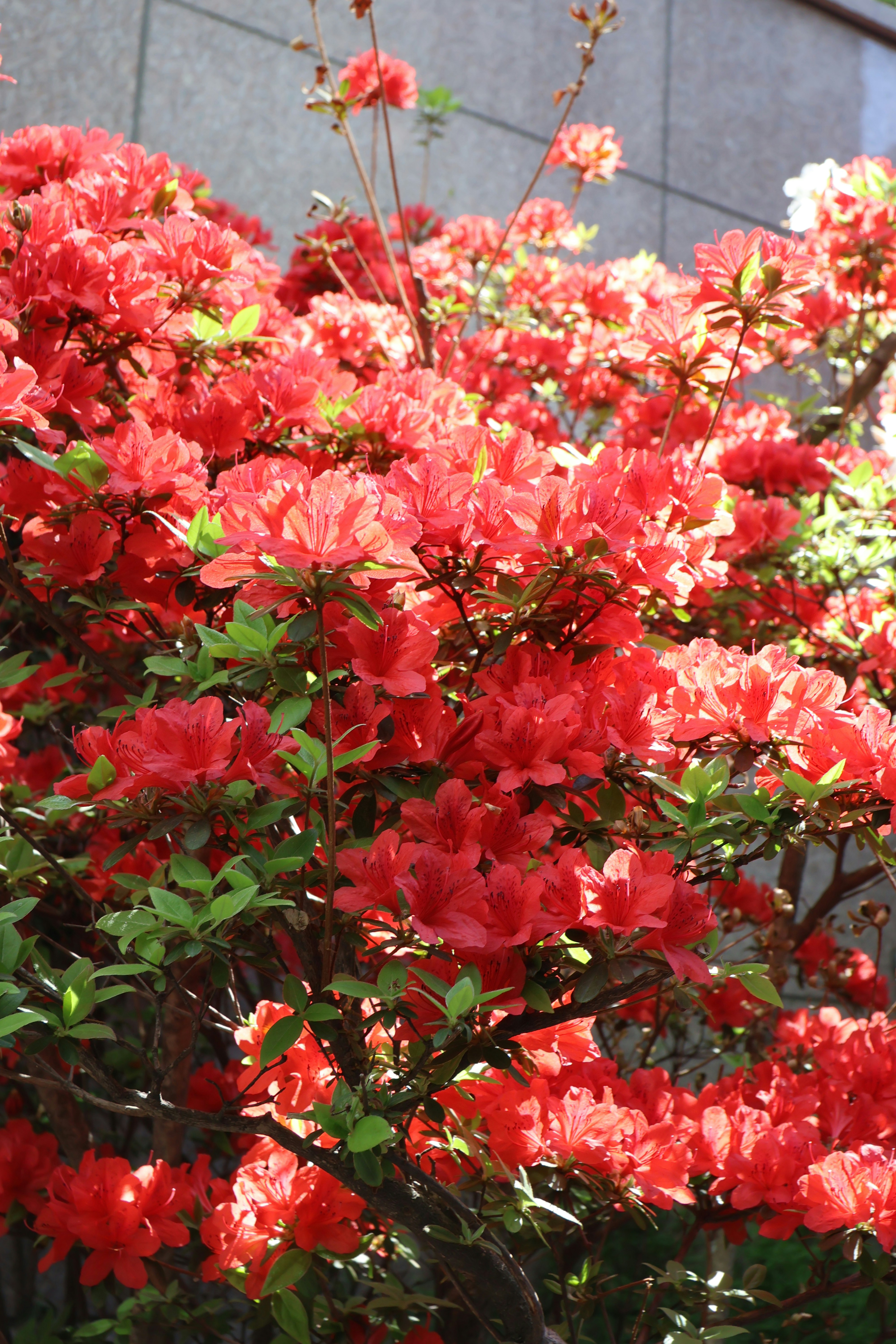 Sunlit Crimson Azaleas Crown a Quiet Wall