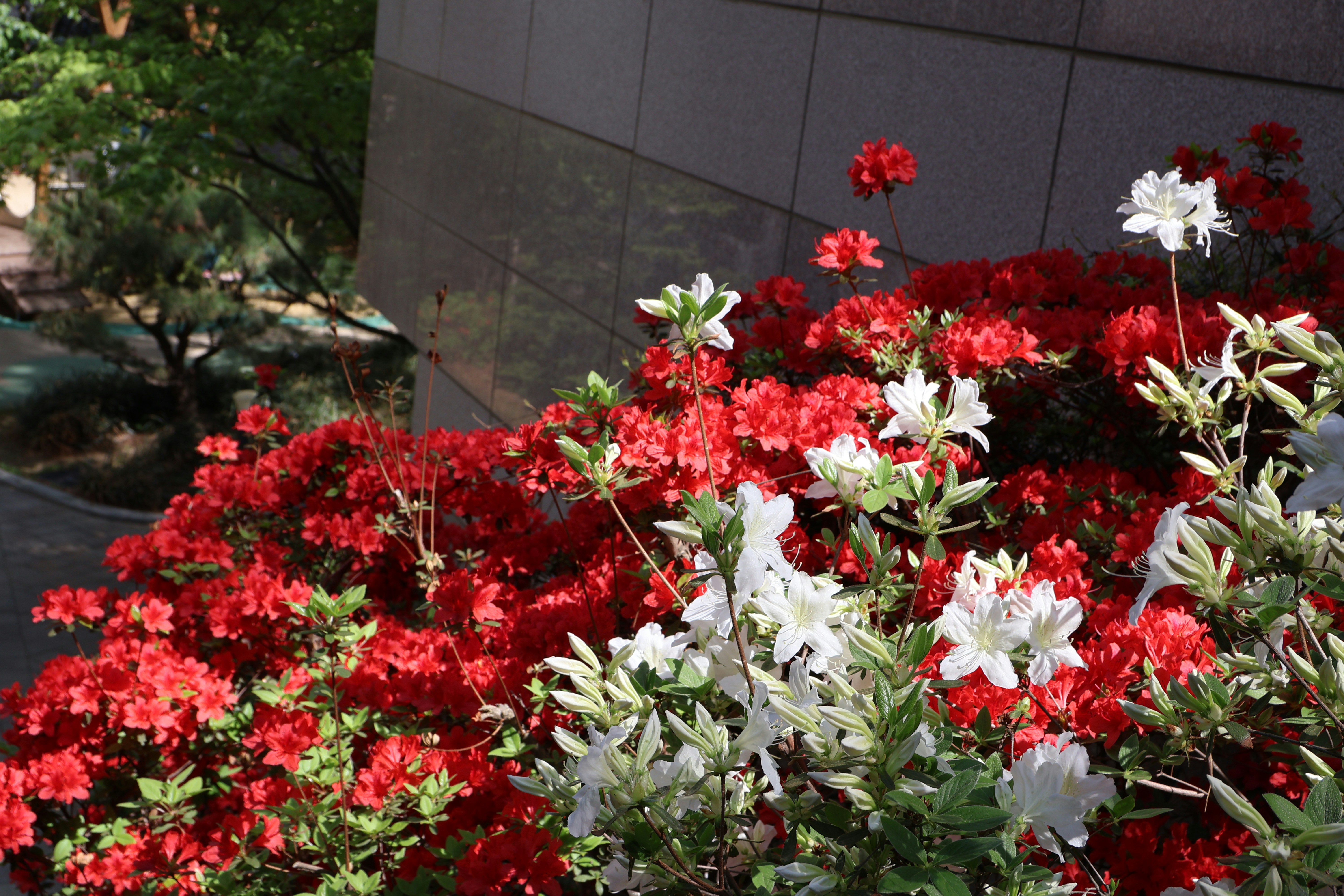 Crimson Garden in Partial Sun Against Modern Facade