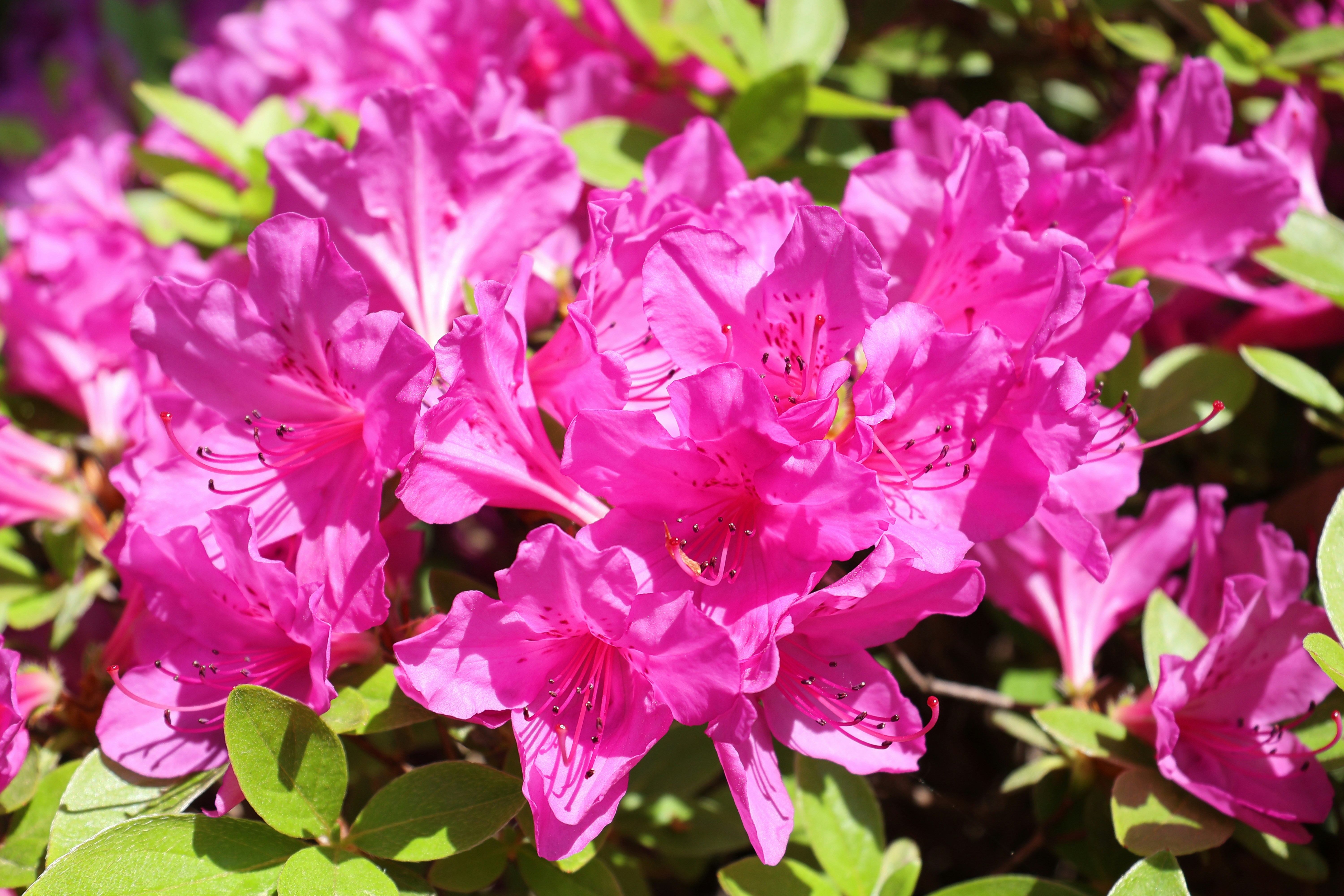 Vibrant Pink Azalea Bloom: A Sunlit Cluster in Full Burst