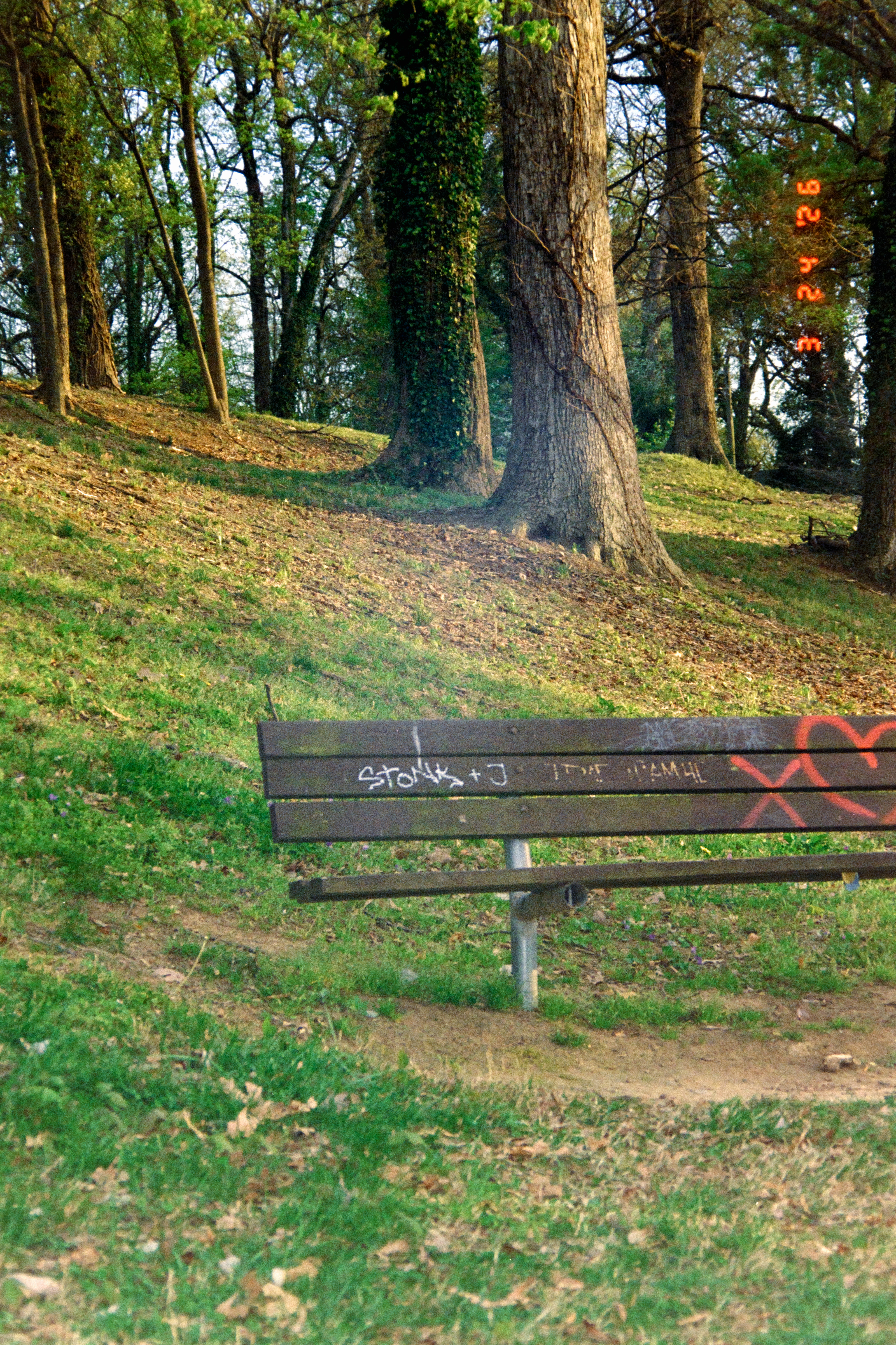 Graffiti Bench Beneath Quiet Oaks