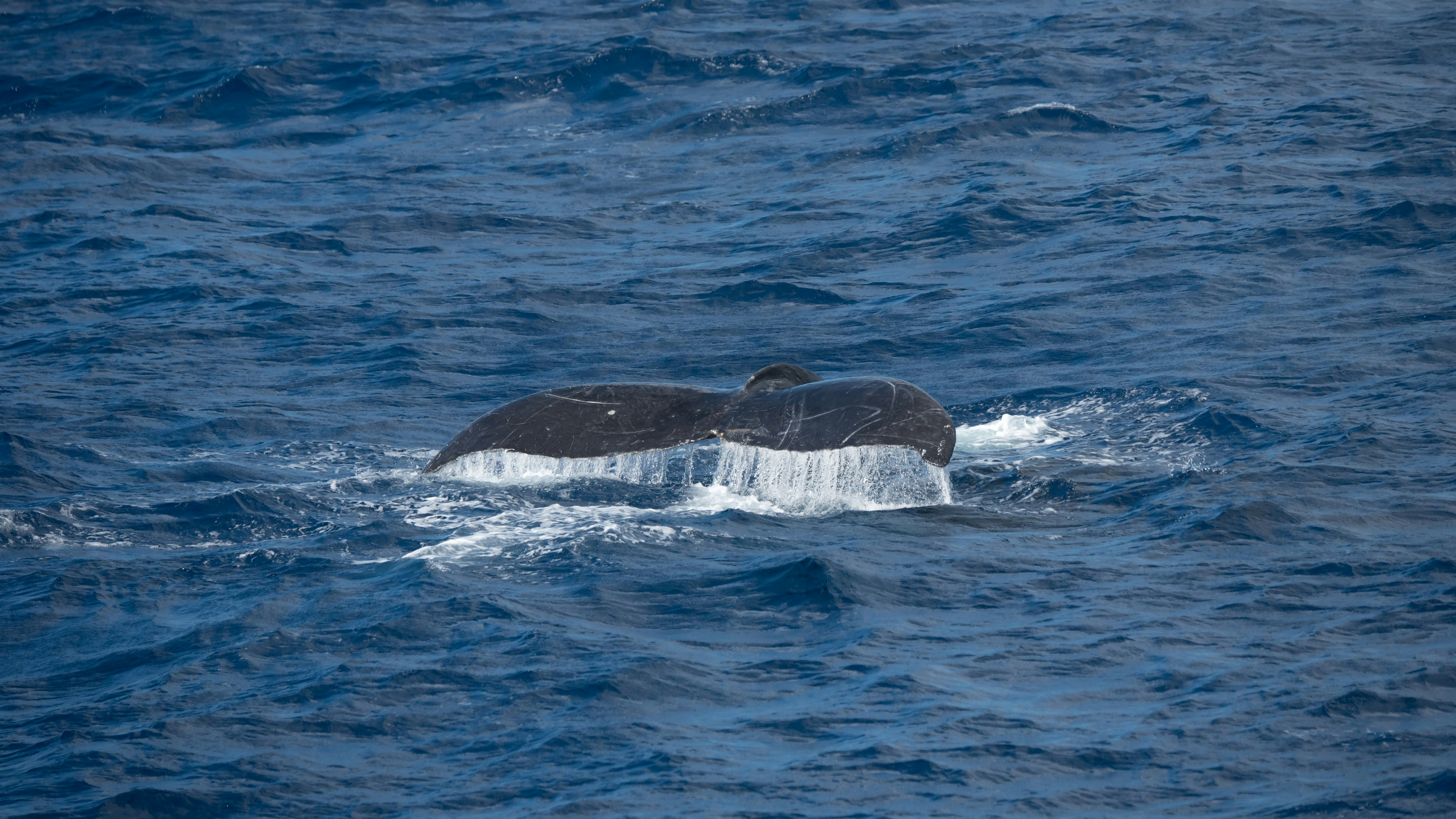 Submerged Giant: A Whale Break Over the Atlantic Plain