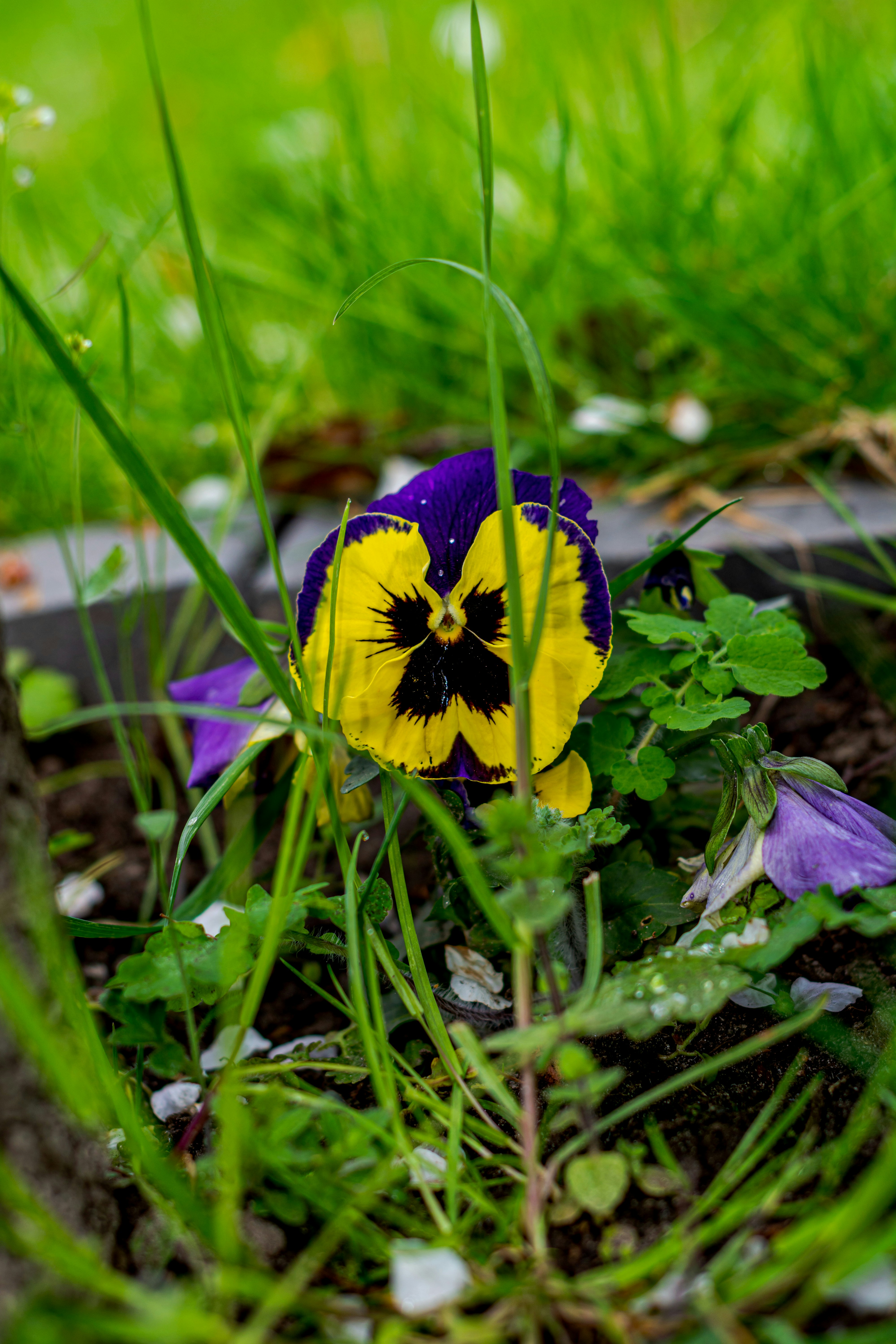 Yellow-and-Black Viola Emergence in Green Understory