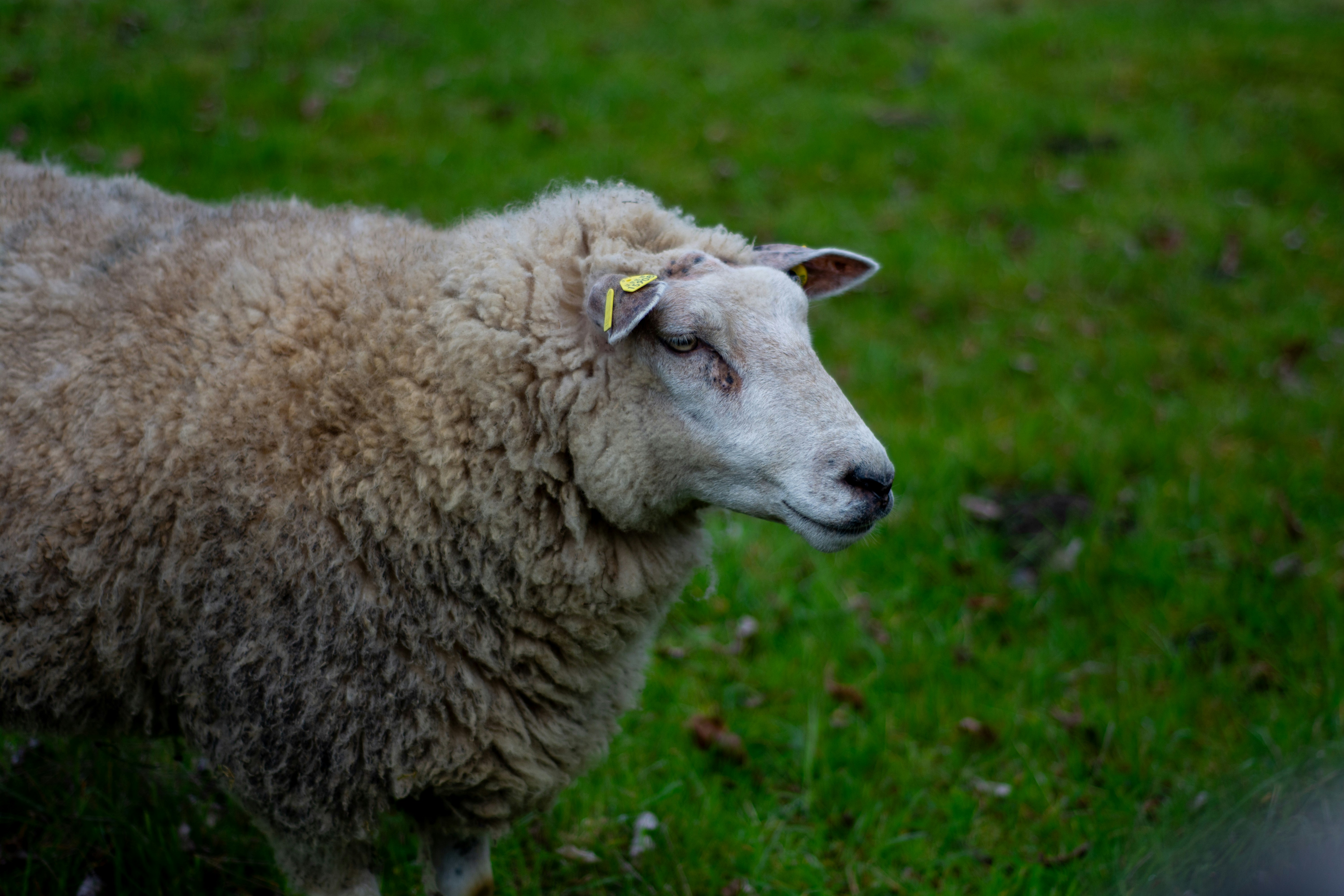 Profile of a Woolly Herd: A Side Portrait in Meadow Light