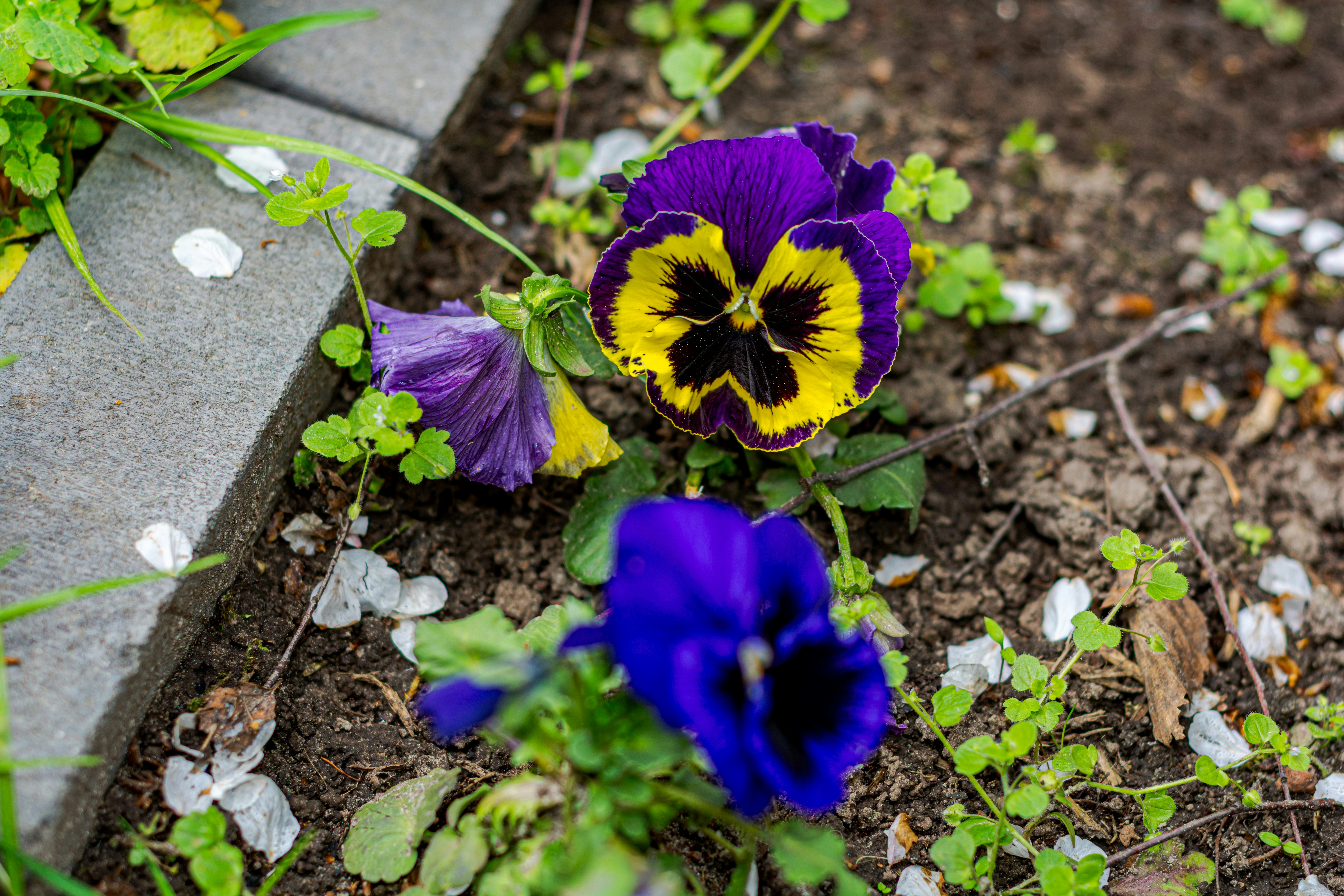Violet-Outlined Bloom in a Corner Garden