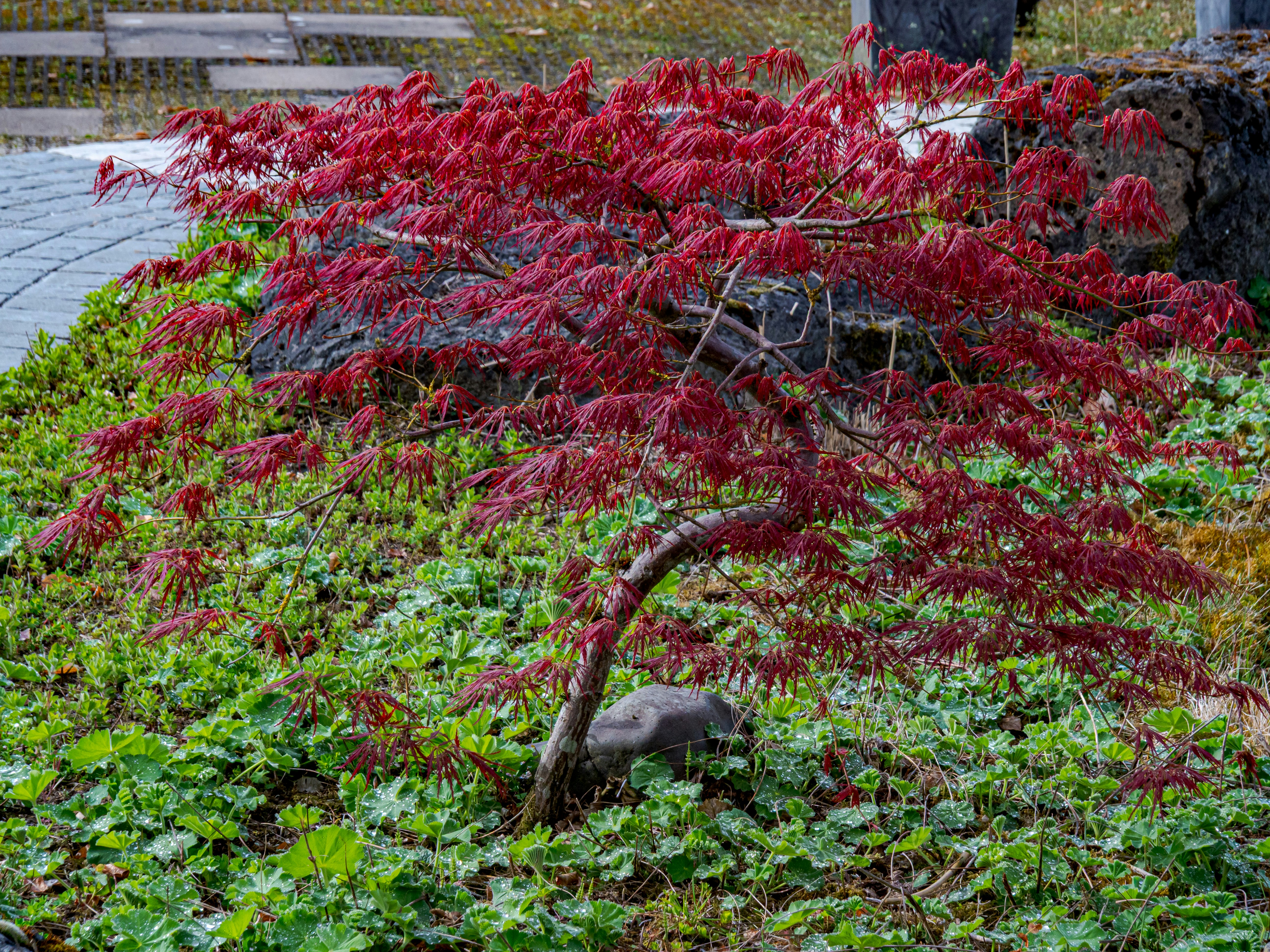 Autumn Scarlet Canopy Over a Quiet Groundcover