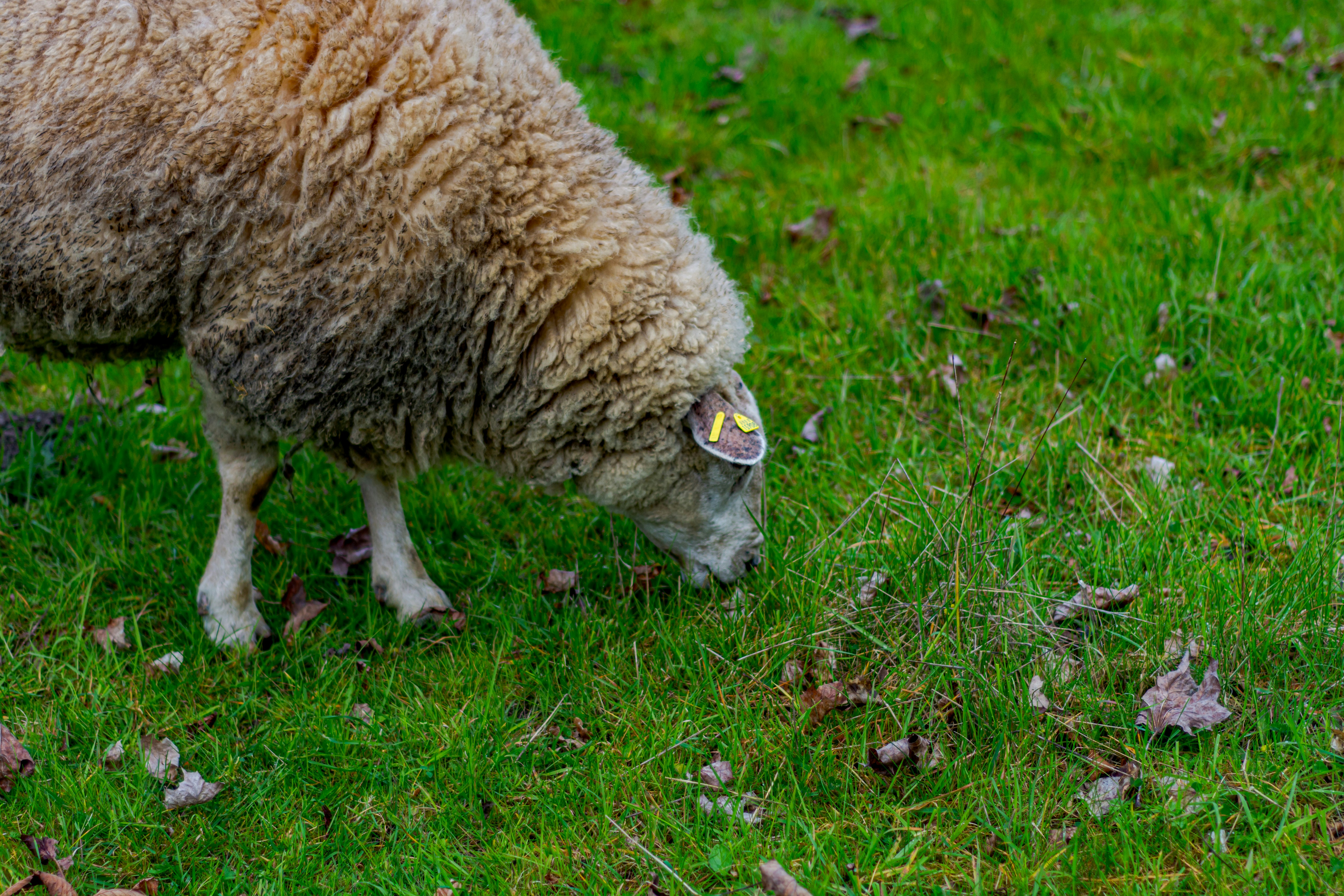Grazing in the Green: A Woolly Northdown Nibbles on Spring Grass