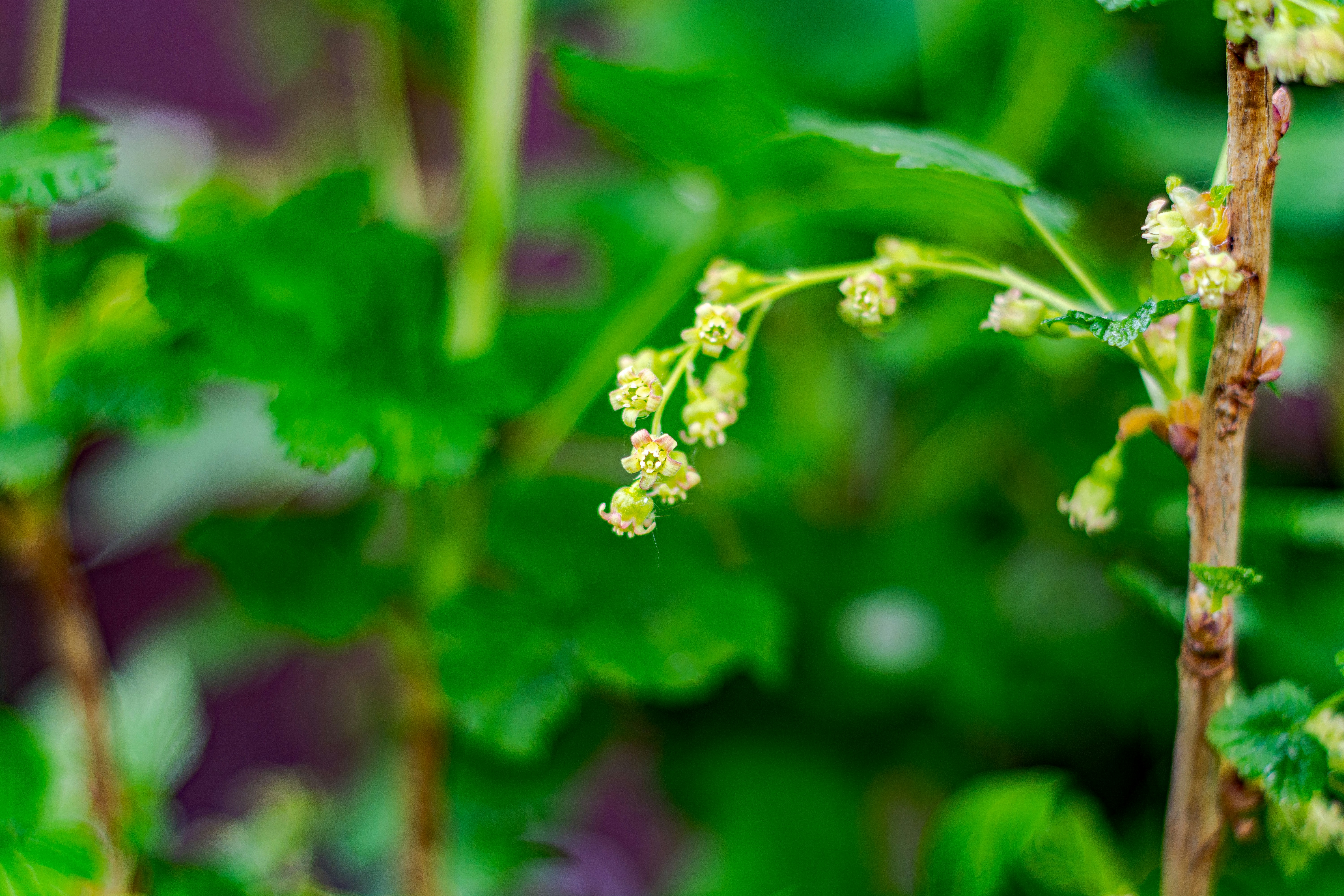 Delicate blossom cluster on a sunlit twig in a emerald garden
