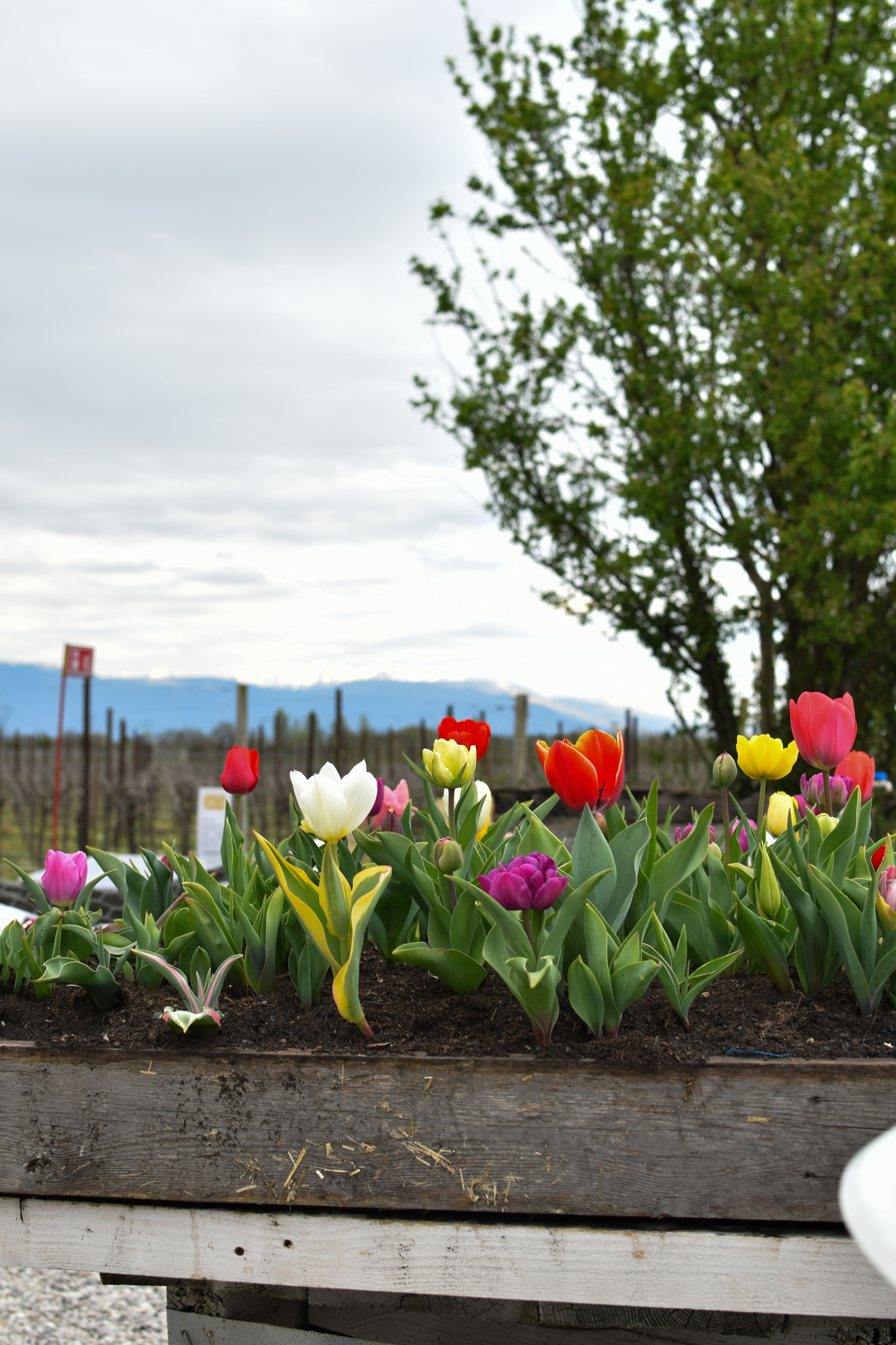 Tulip Terrace in Full Bloom by a Garden Bed