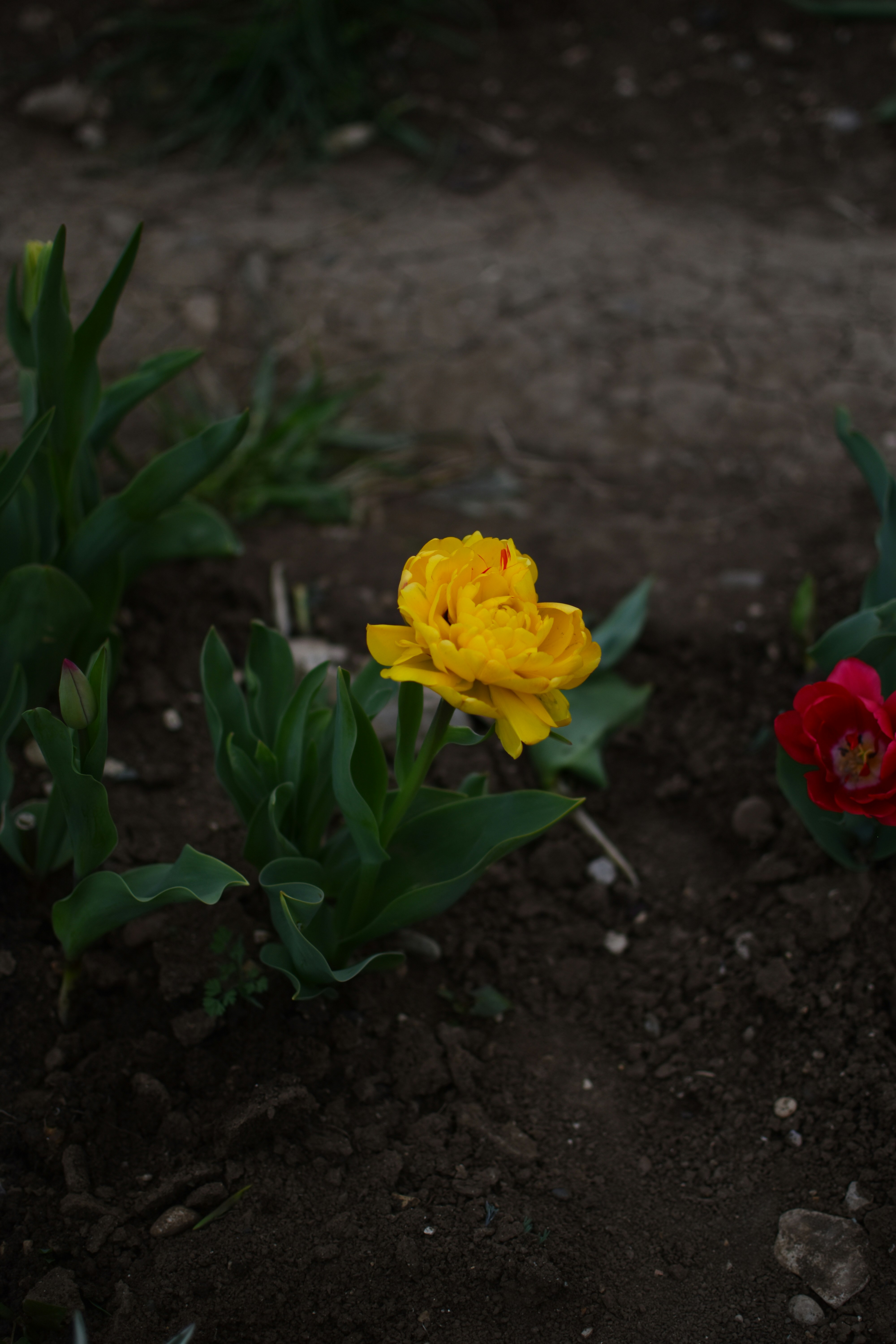 Sunlit Yellow Tulip Centerstage in a Garden Bed