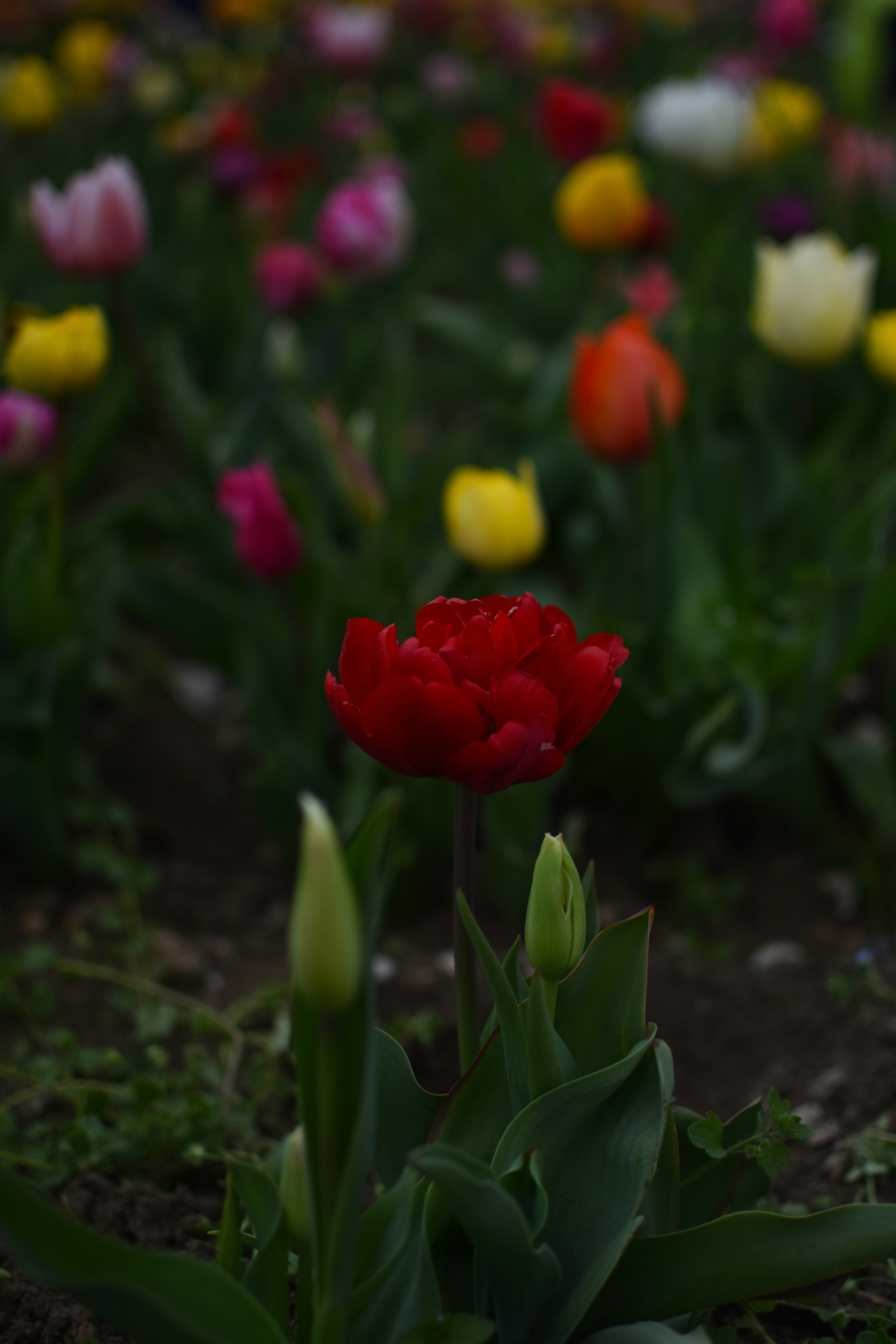 Crimson Tulip in a Sea of Colors