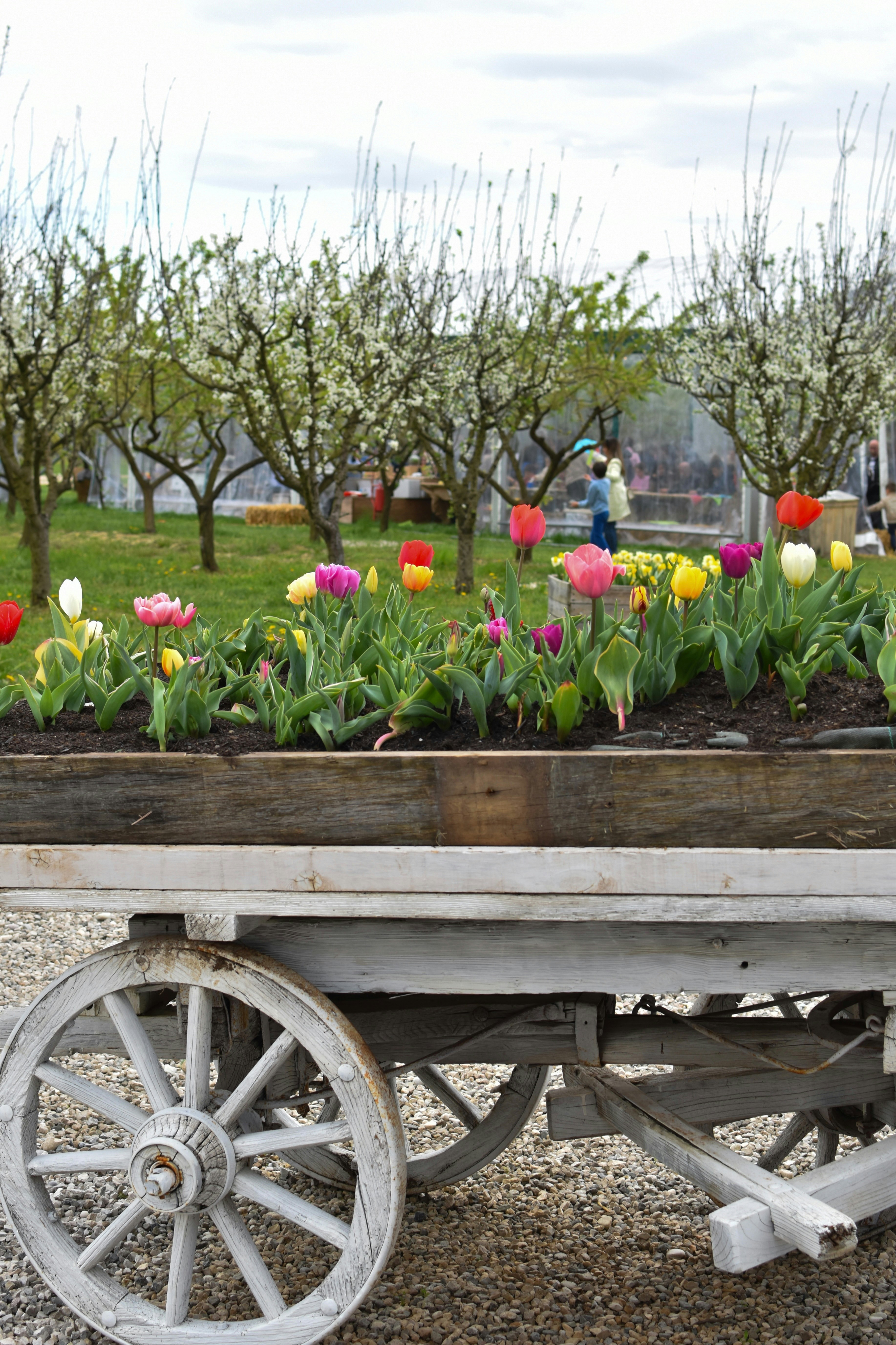 Blooming Tulip Bed on a Rustic Wagon in a Spring Orchard
