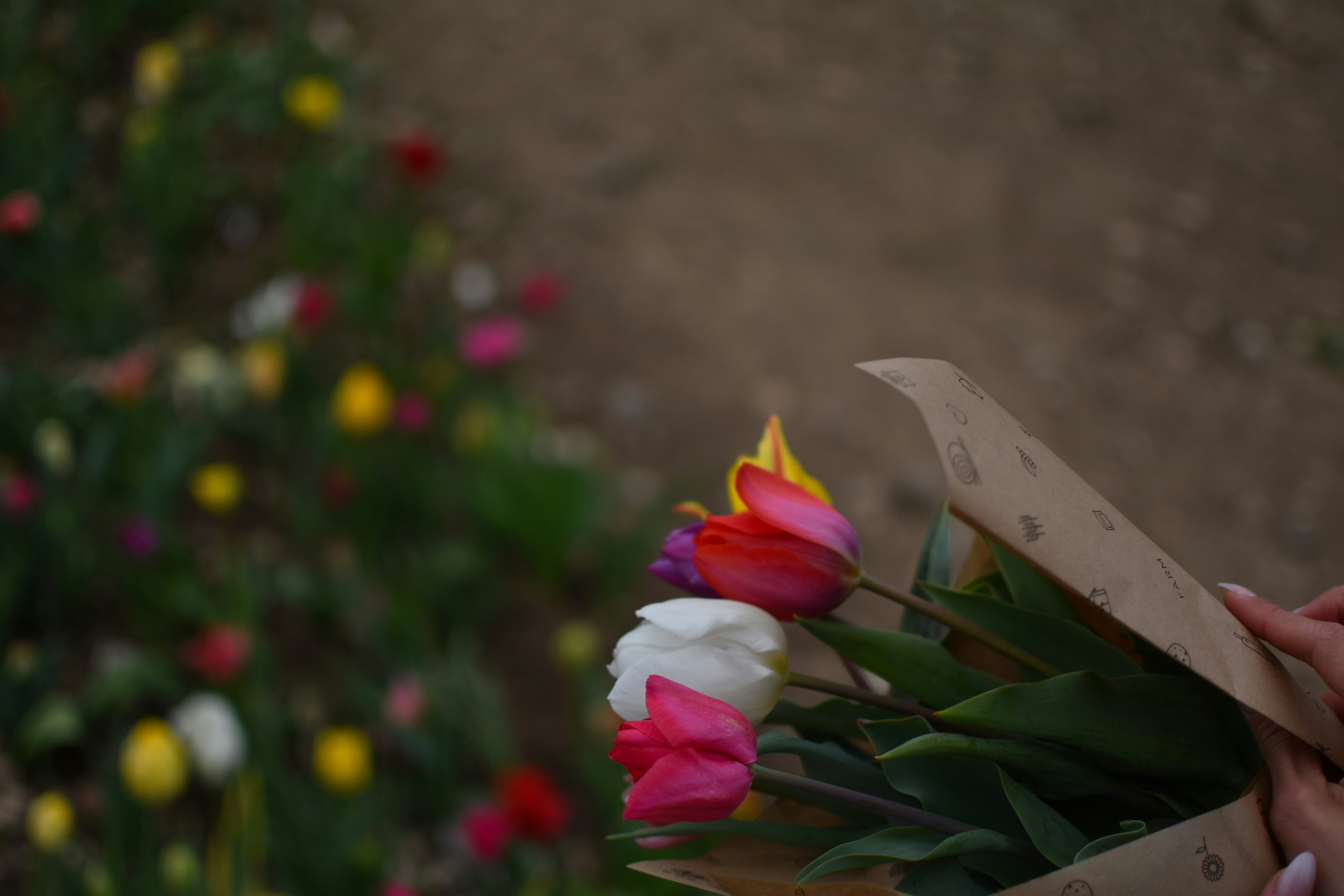 Bouquet of Tulips with Hand Holding Brown Paper Wrap