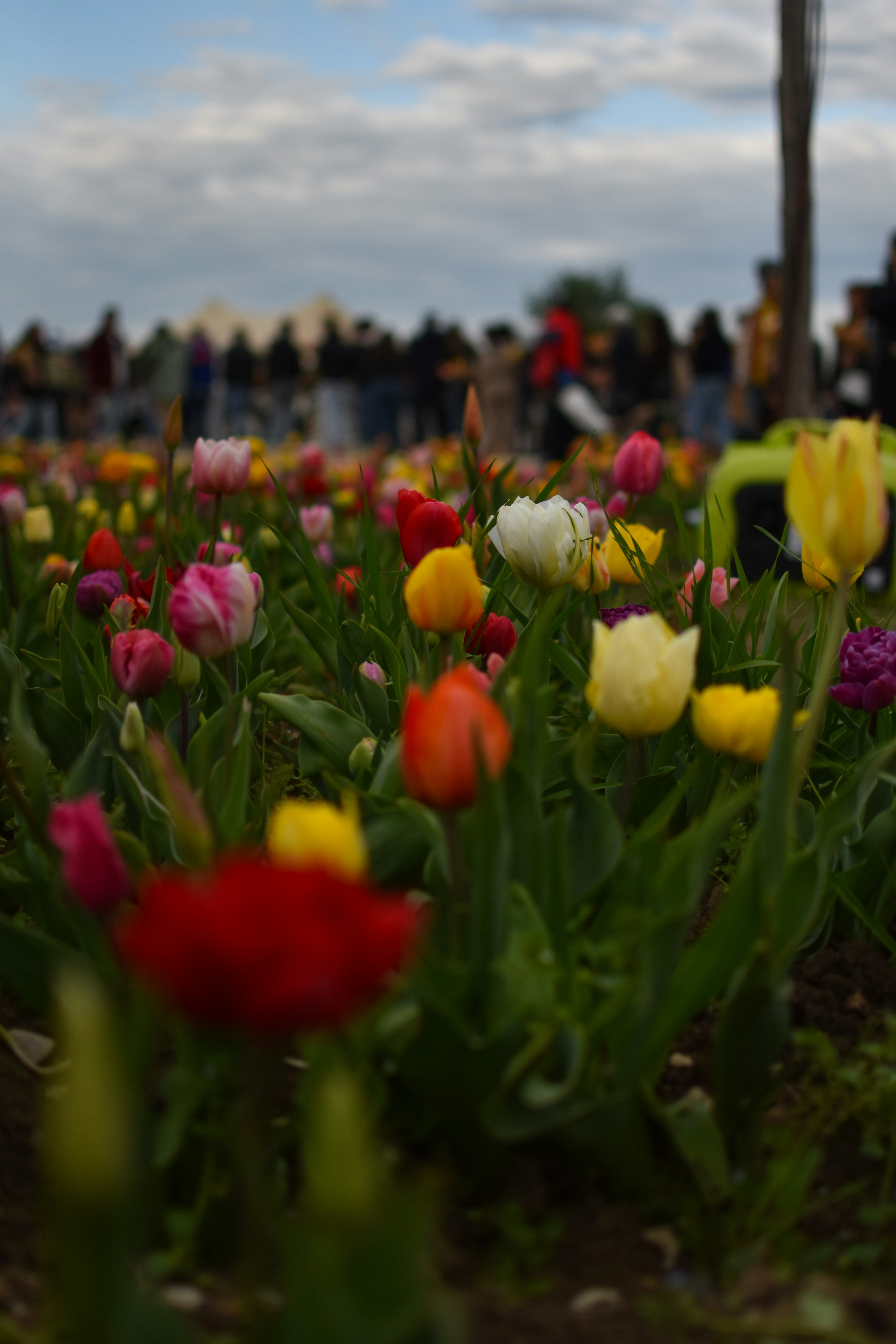 Tulip Field in Focus: A Burst of Color Against a Blurred Crowd