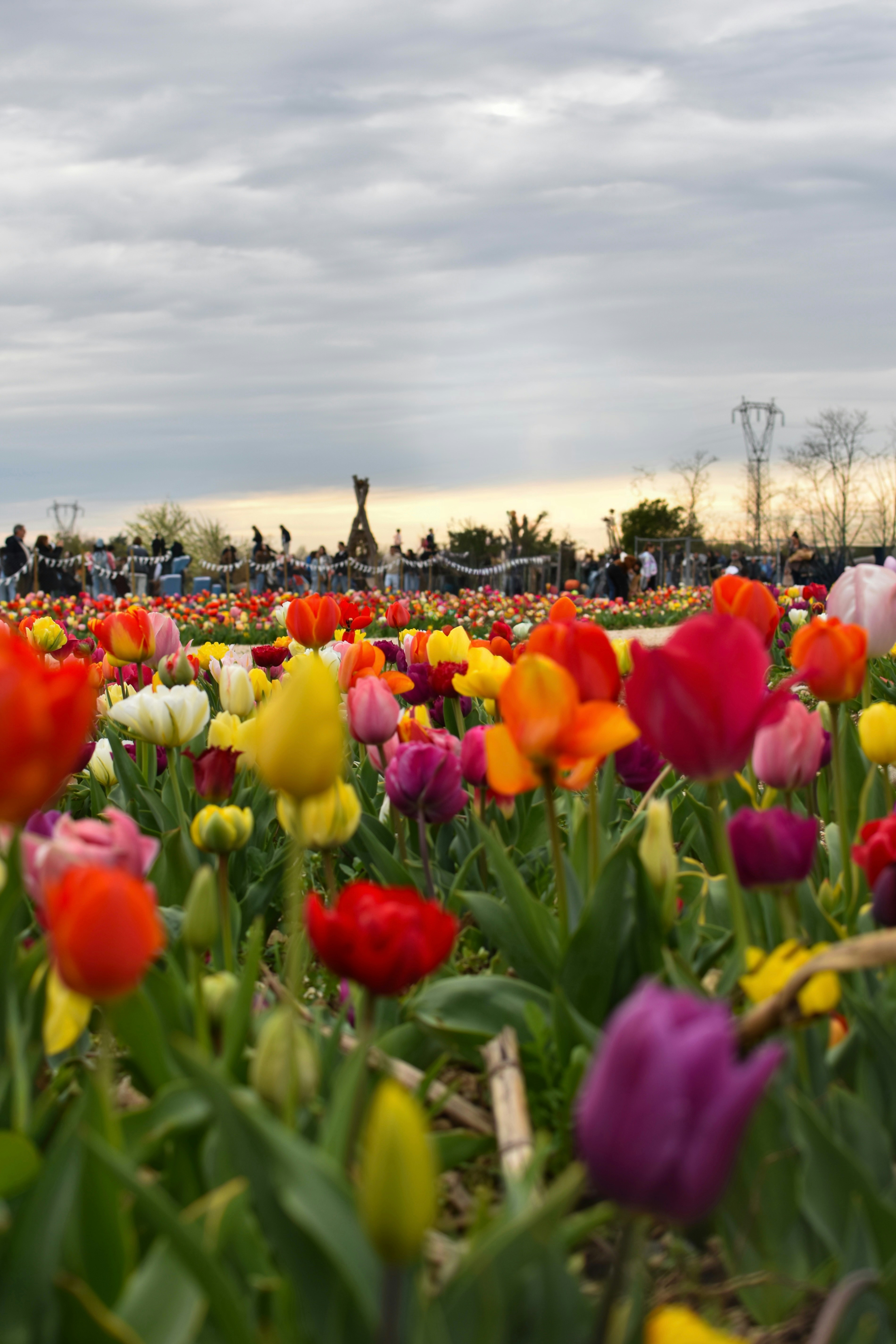 Tulip Sea Under a Quiet Sunset Skyline