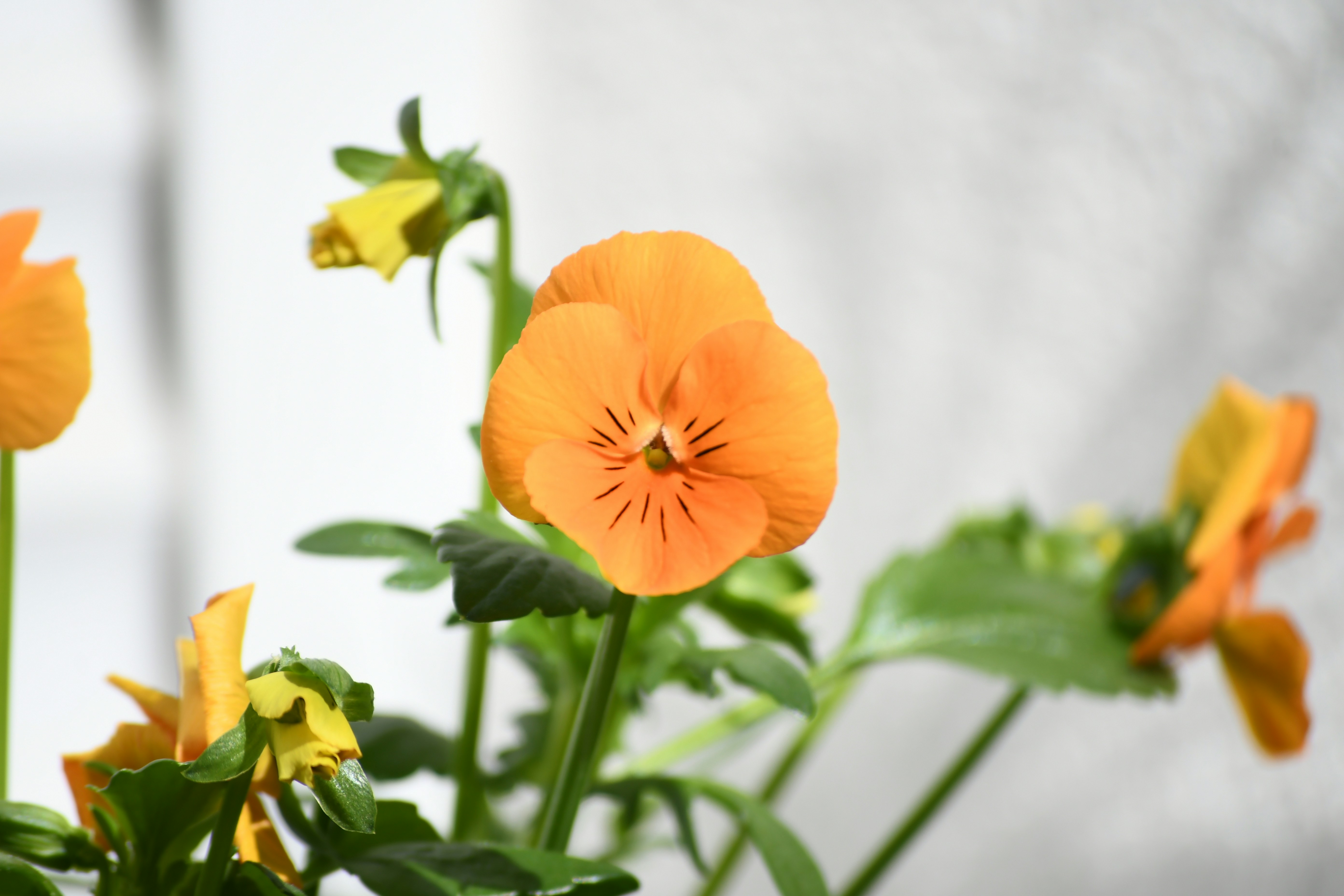 Orange Petal Spotlight: A Sole Floribunda in Soft Focus