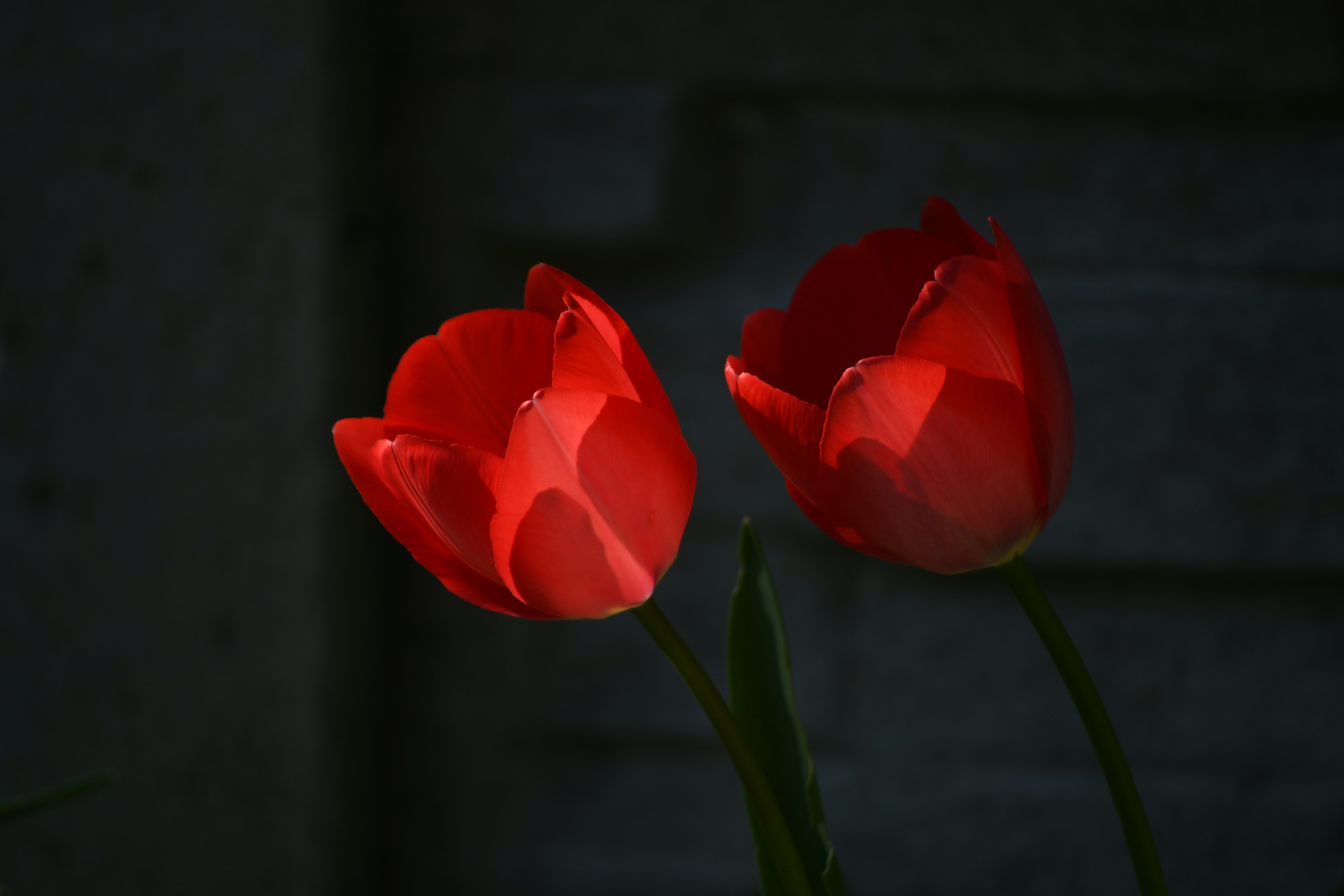 Dual Scarlet Buds in a Shadowed Wall Frame