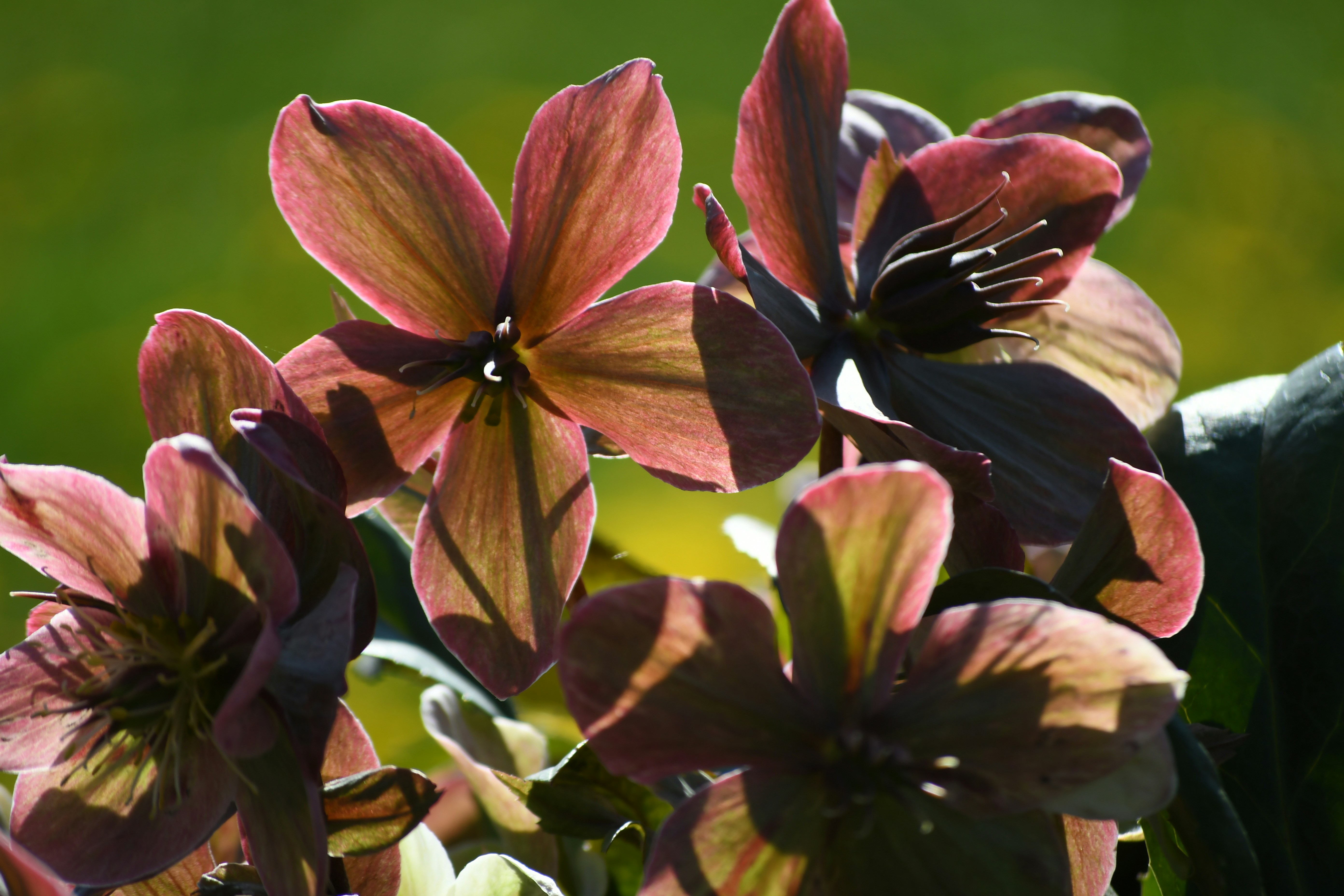 Dusky Orchid Bloom: Velvet Petals in Backlit Quiet
