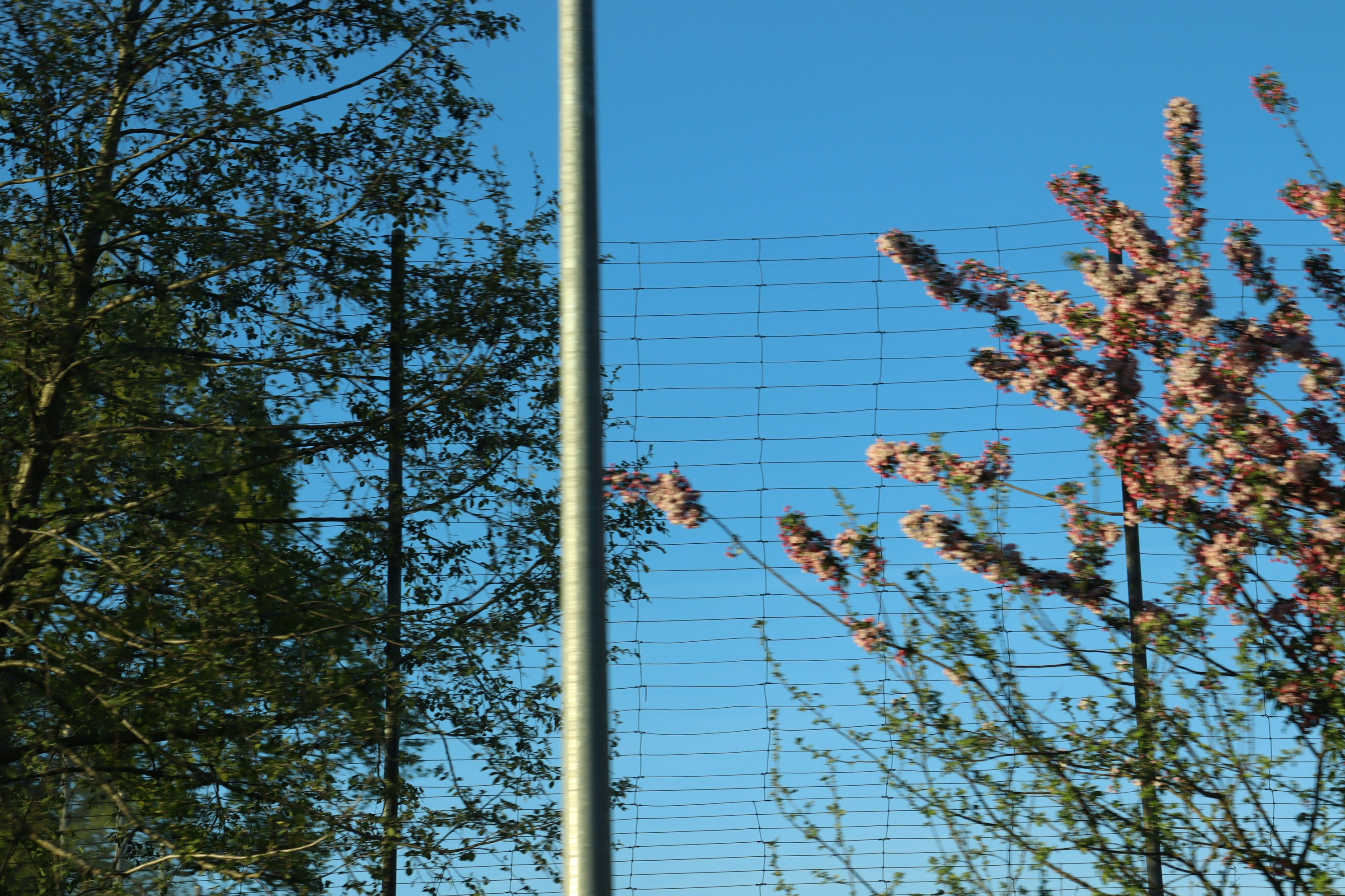 Pole, Mesh Fence, and Spring Bloom Echo a Quiet Boundary