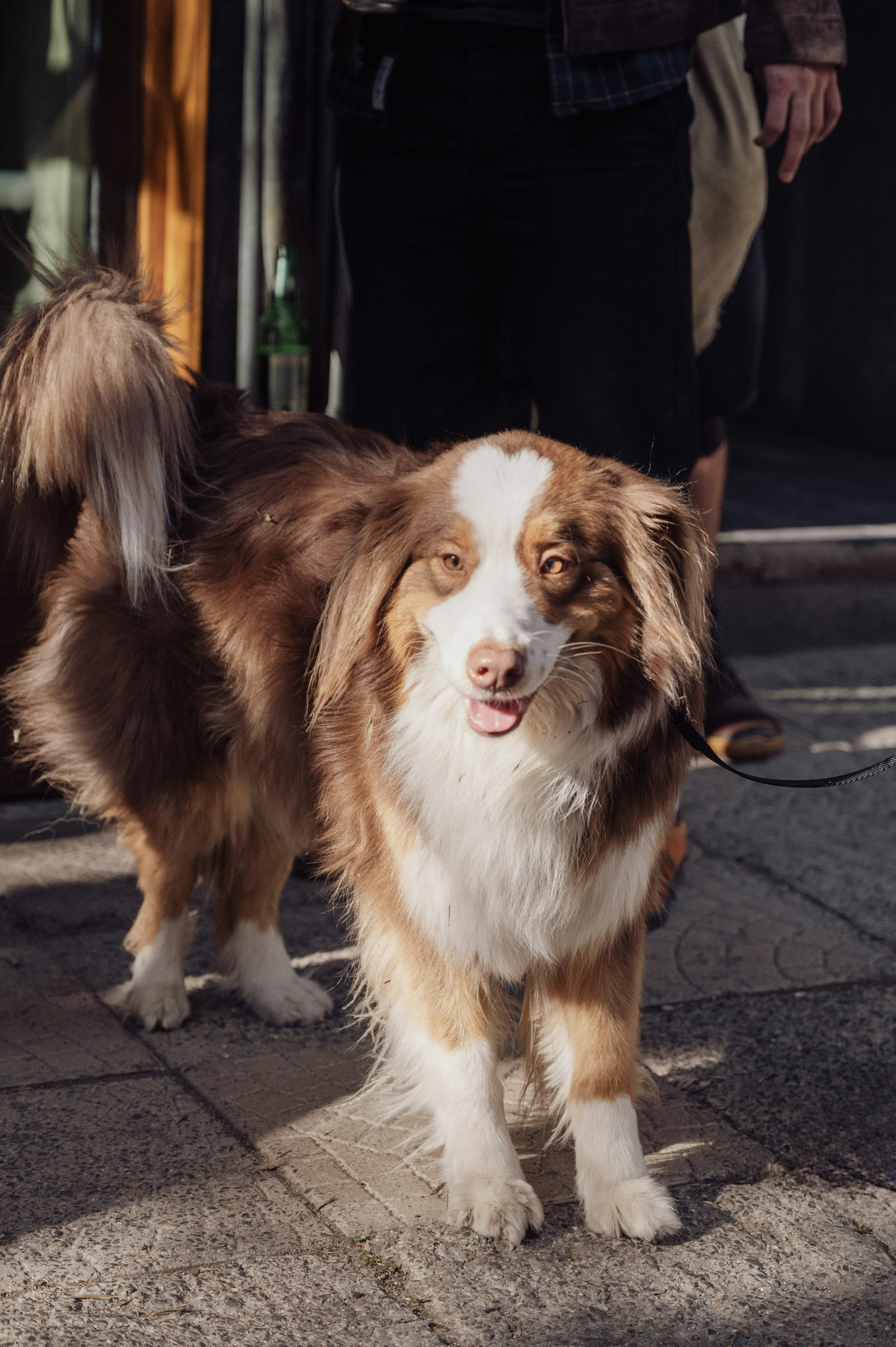 Happy Australian Shepherd on a City Street Walk