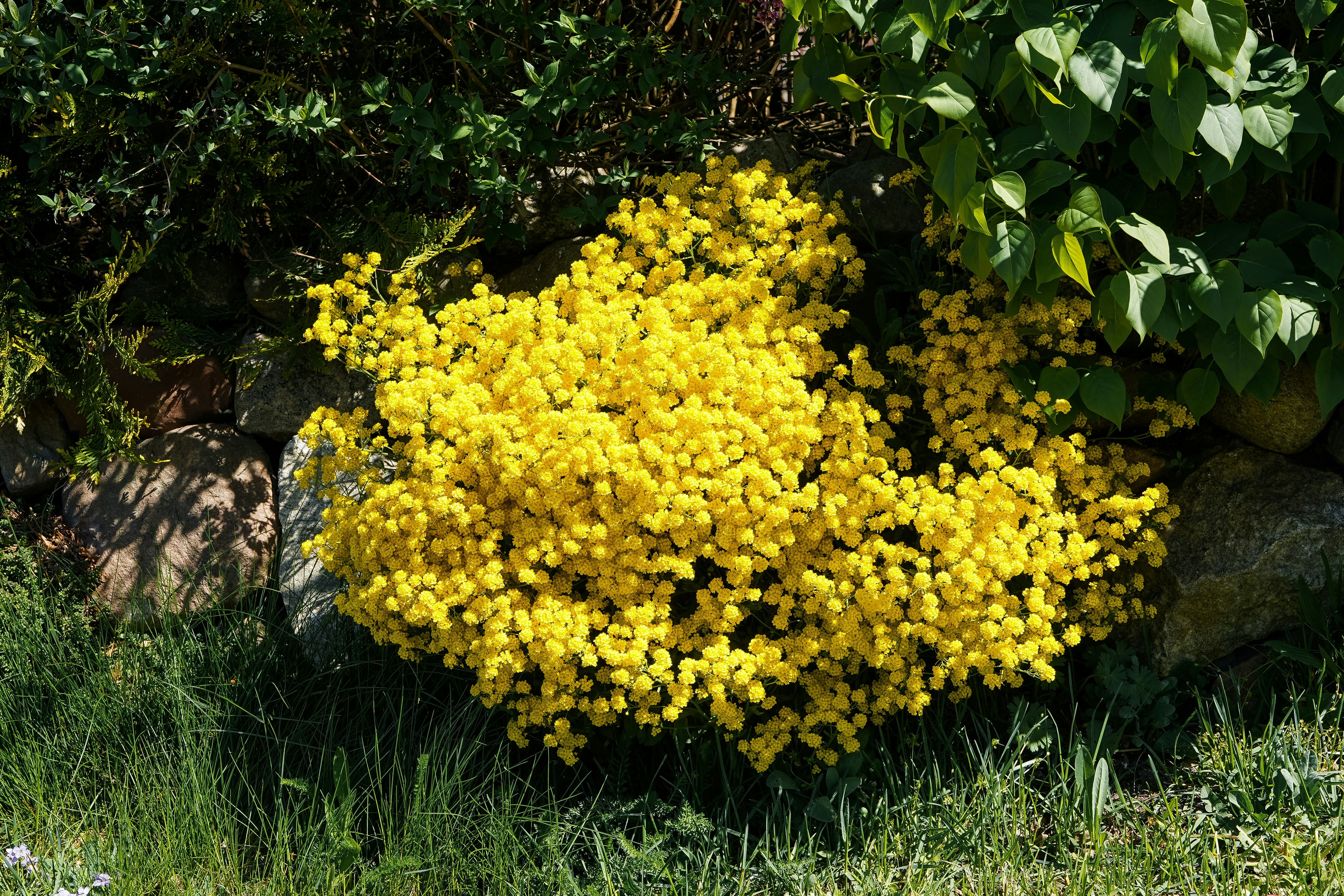 Sunlit Golden Fluorescence: A Beauty of Mulberry Hillside