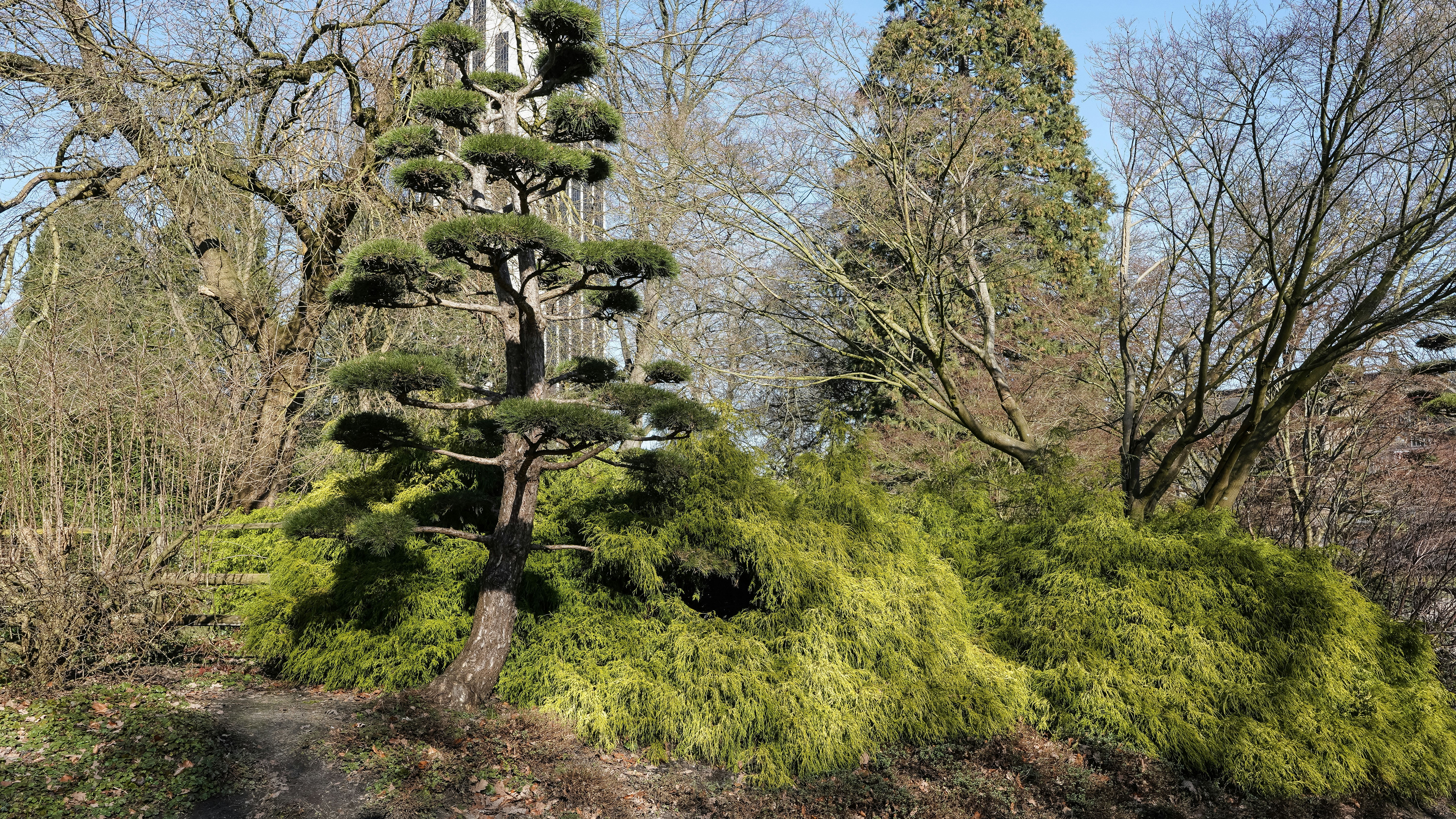 Whispers of a Garden: Sculpted Pines Amid Quiet Greenery